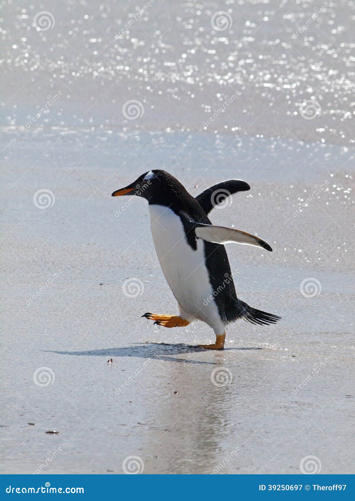 Gentoo pingwin obraz stock. Obraz złożonej z falkland - 39250697