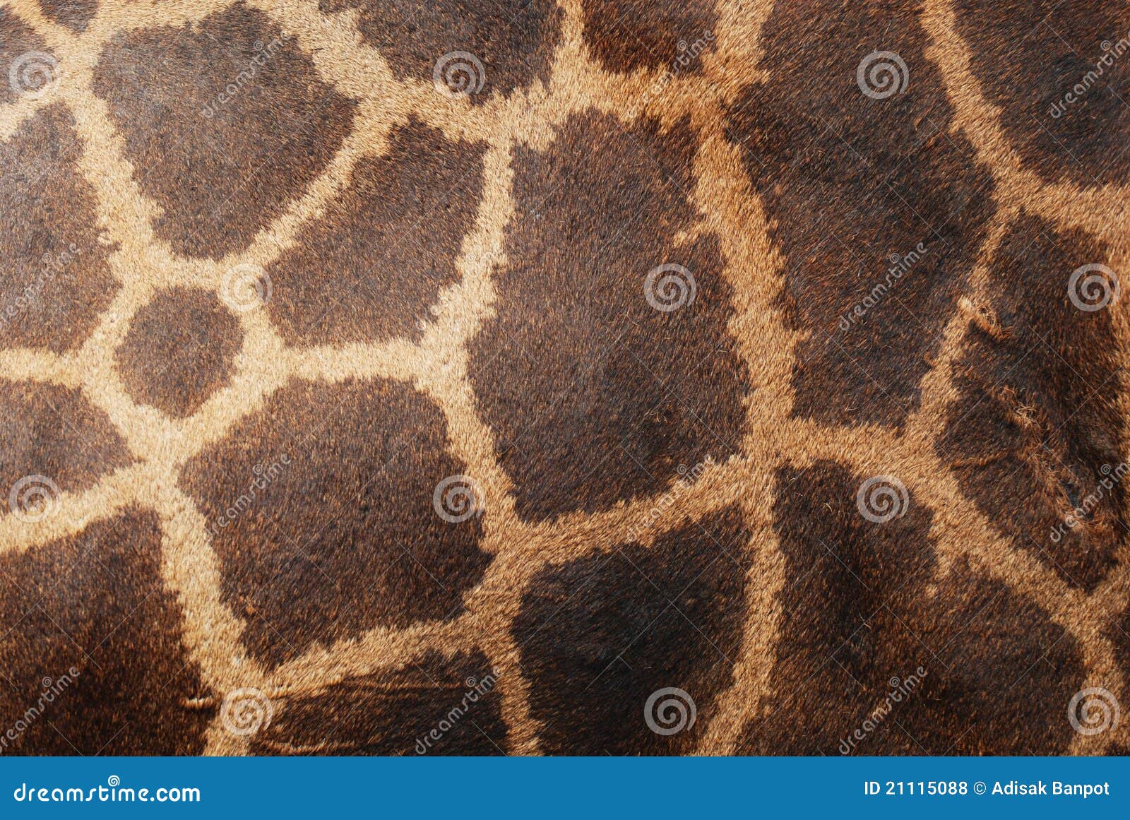 Real Giraffe Print Background