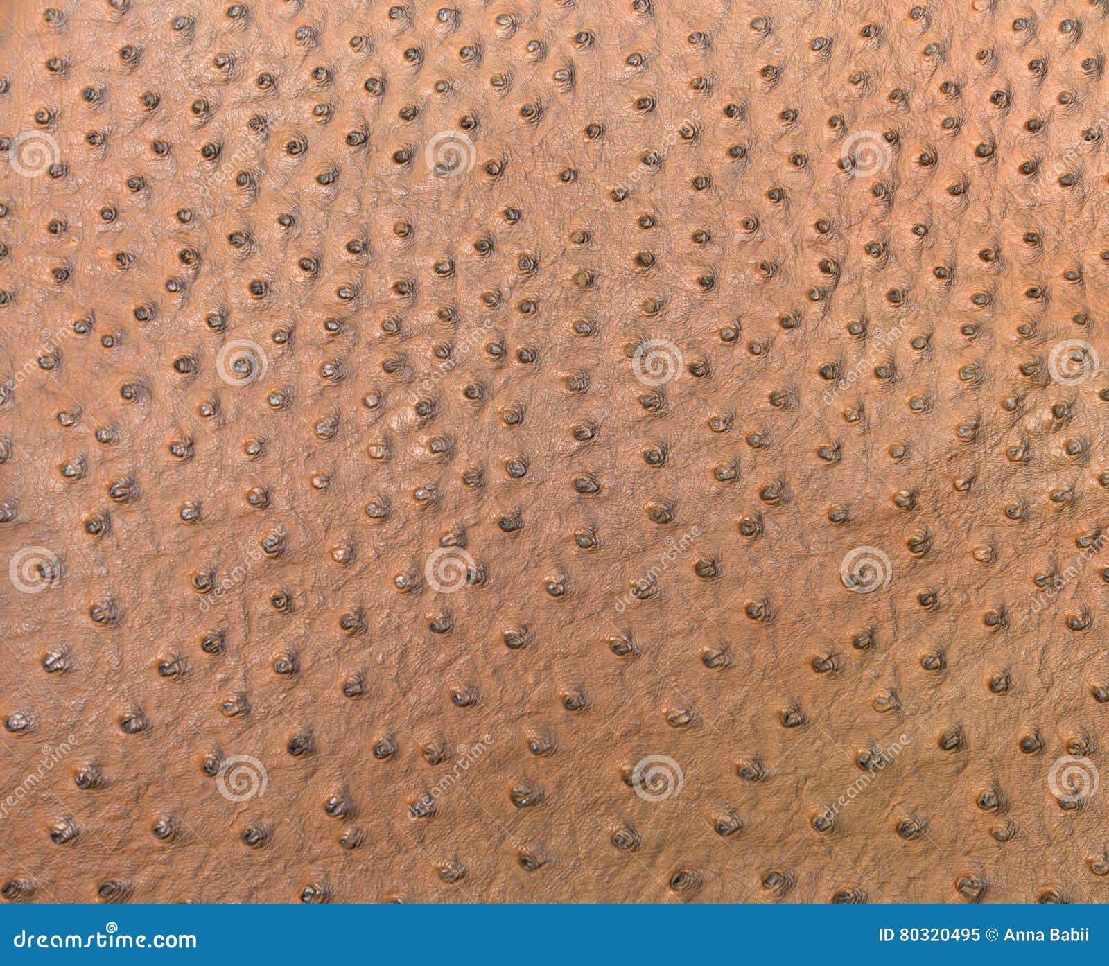 Genuine Leather Textured of Ostrich Skin Stock Image - Image of bumps ...