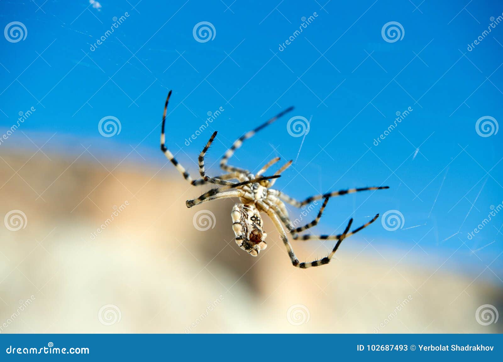 Argiope spider. stock image. Image of background, extreme - 102687493