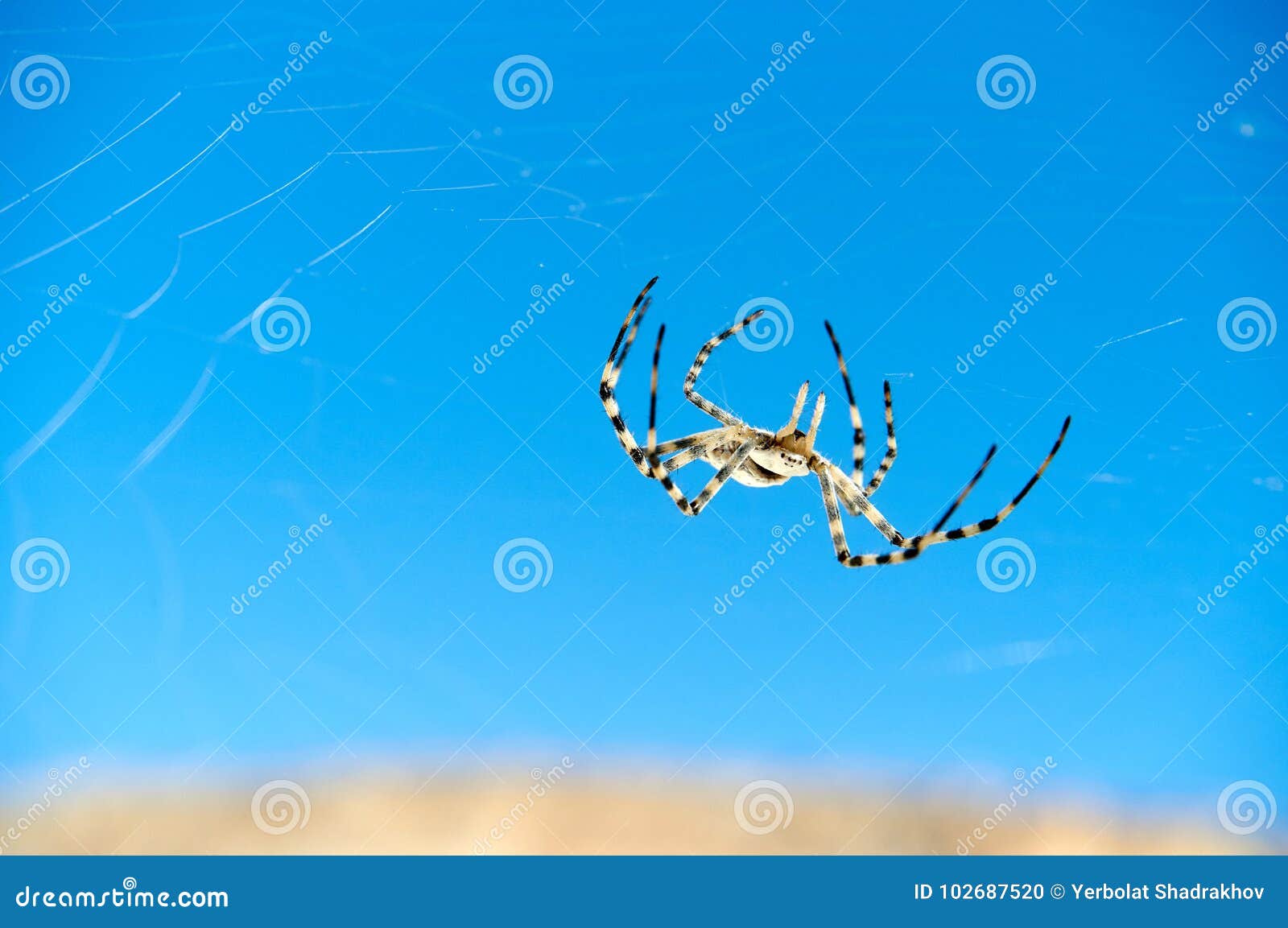 Argiope spider. stock photo. Image of arachnid, nature - 102687520