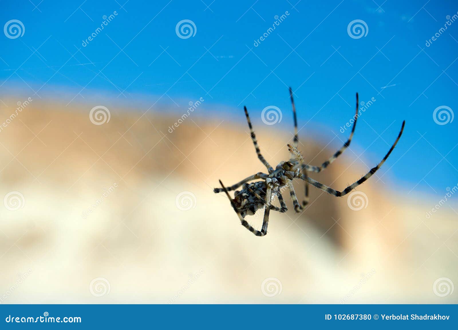 Argiope spider. stock photo. Image of close, summer - 102687380