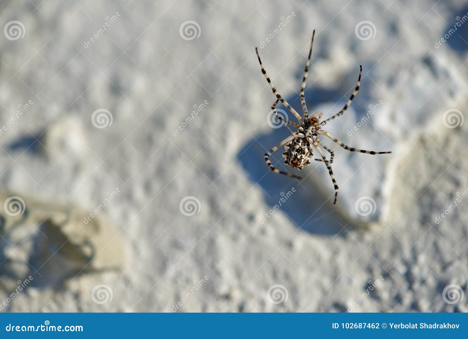 Argiope spider. stock photo. Image of nature, extreme - 102687462