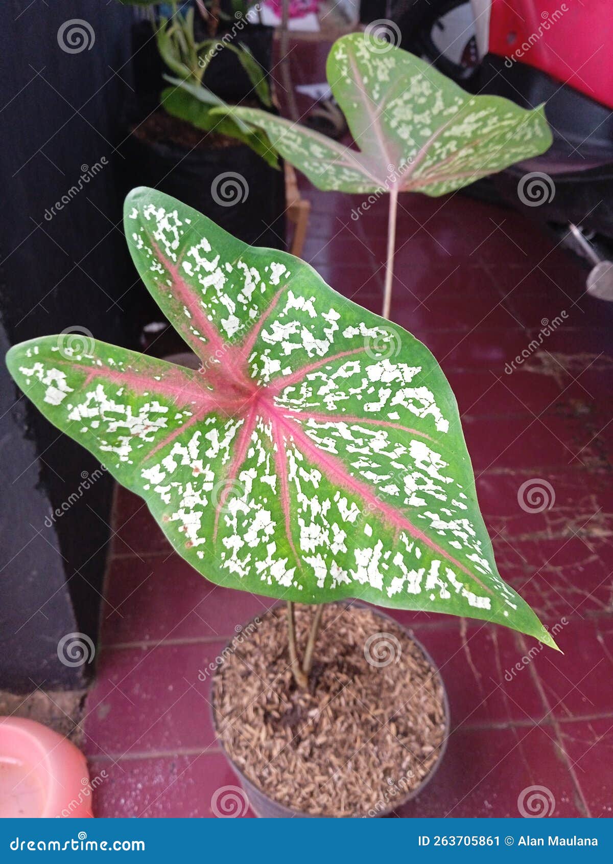 Genus Caladium, Keladi, Araceae, Plant , Red Caladium Stock Image ...