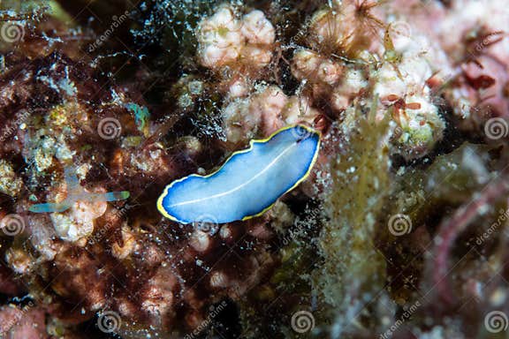 Genus Cycloporus a Member of Polyclad Flatworms Order Polycladida Stock ...