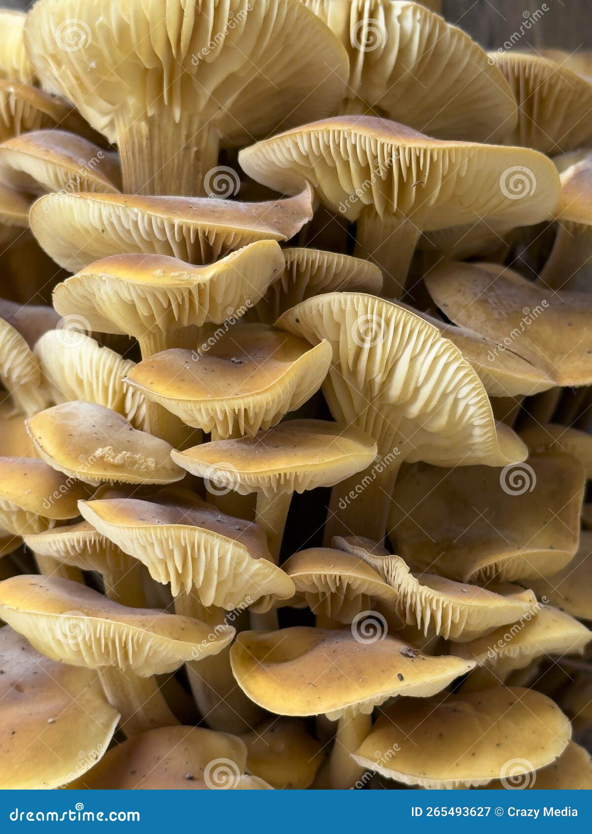 Genus of Fungi that Can Grow on Walnut Tree Roots Stock Image - Image ...