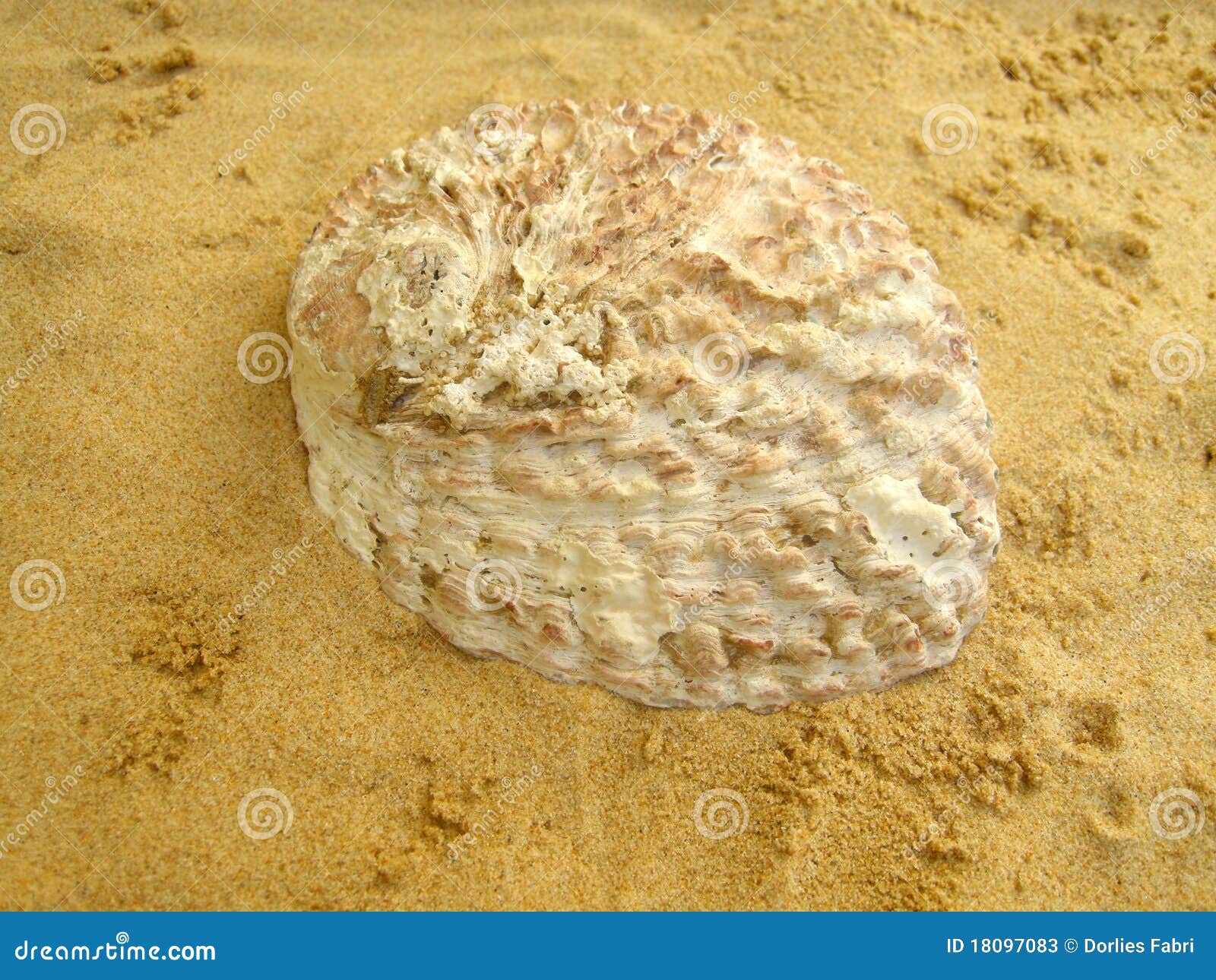 Genus haliotis abalone стоковое изображение. изображение насчитывающей ...