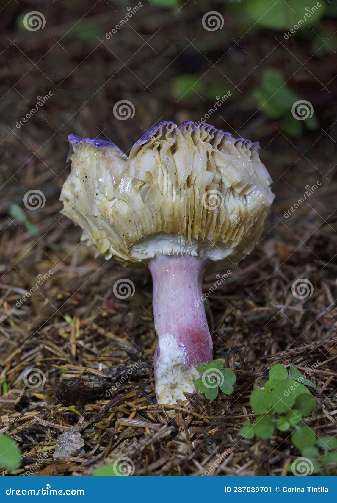 The Genus Russula Includes Some Very Beautiful and Interesting Species ...