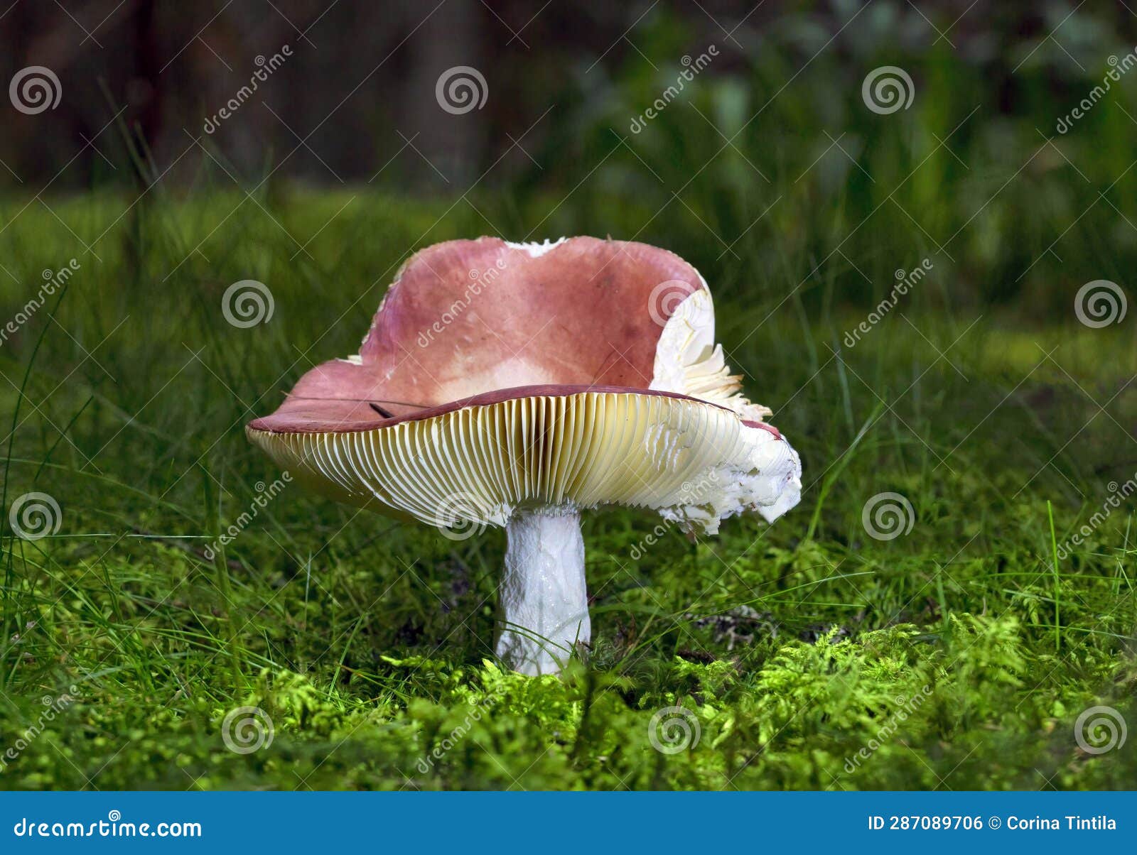 The Genus Russula Includes Some Very Beautiful and Interesting Species ...