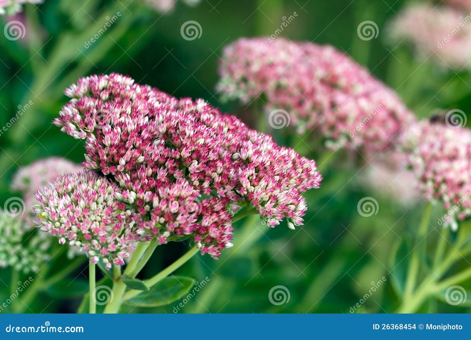 Genus Sedum Flower or Stonecrop Stock Photo - Image of pink, outdoor ...