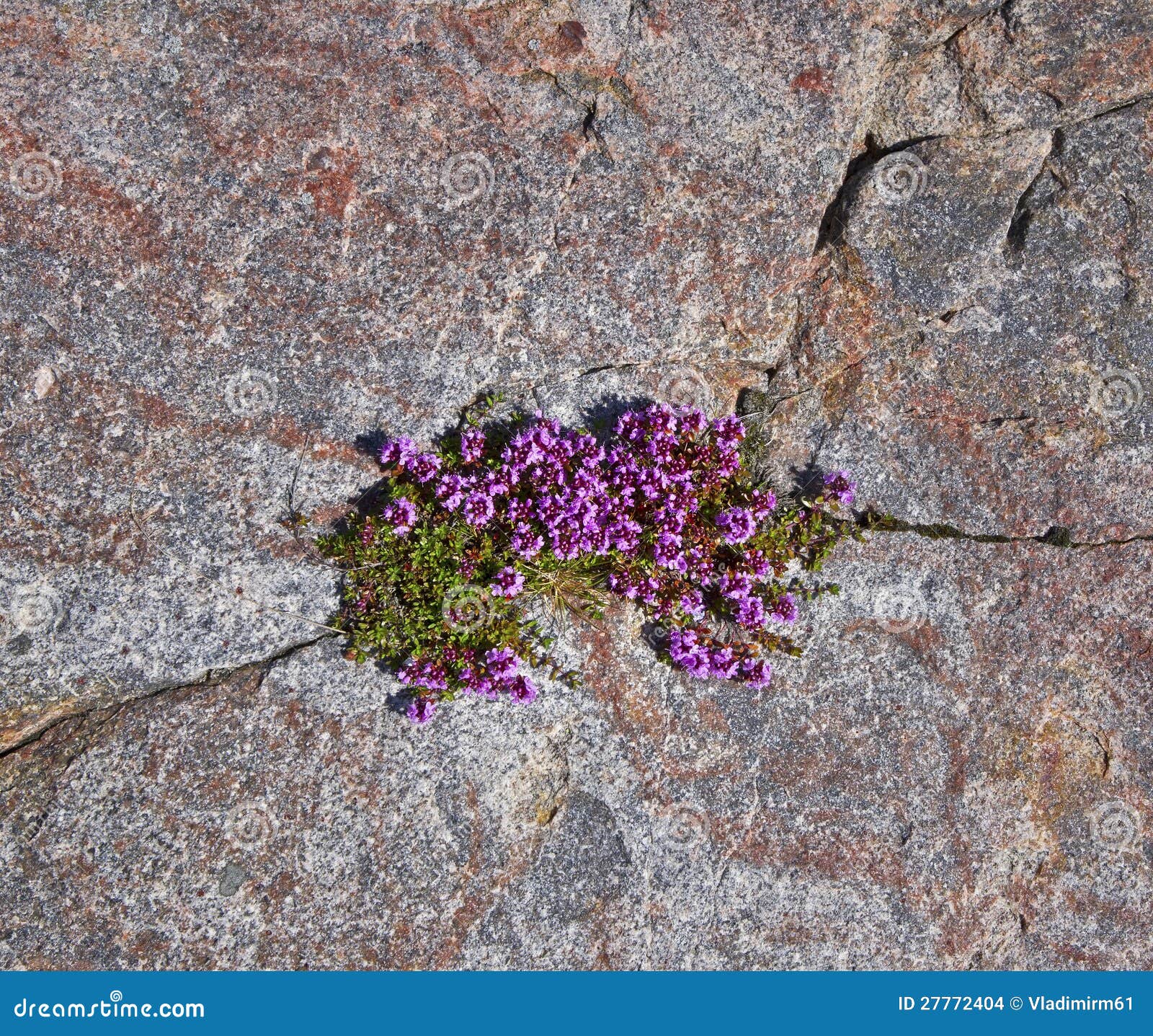 The genus Thymus stock photo. Image of plants, flowers - 27772404