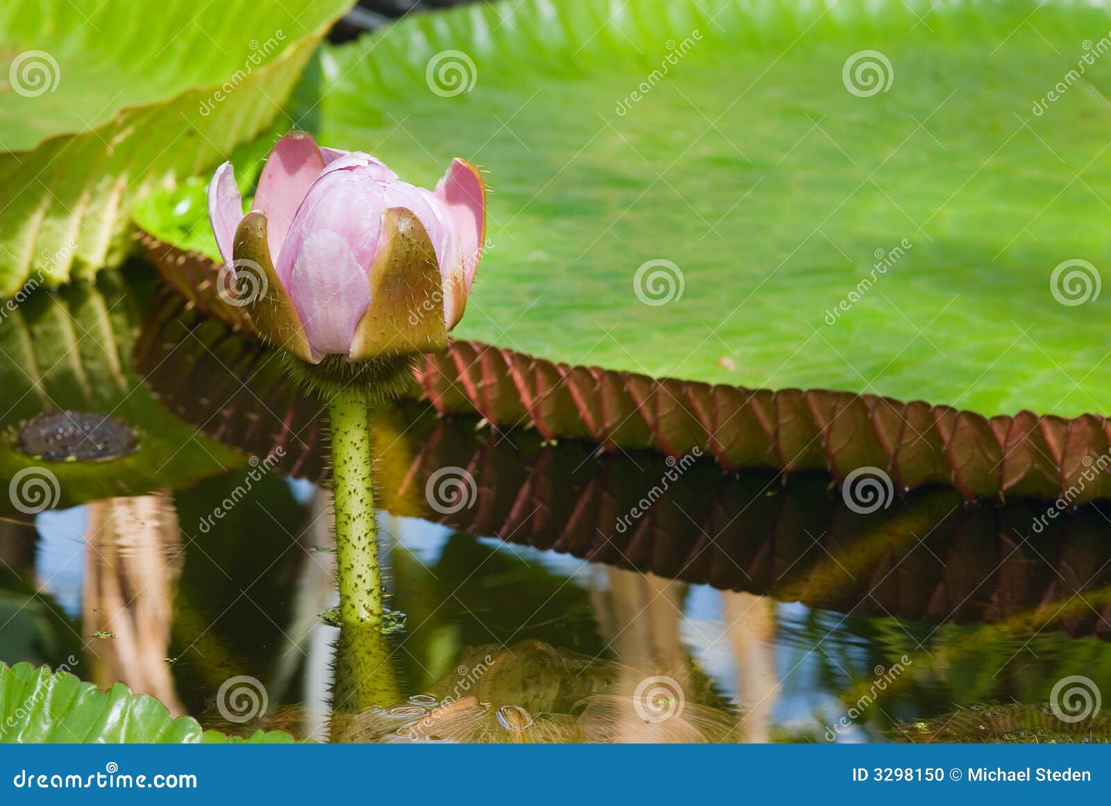 Victoria Regia Amazonica Lotus. Royalty-Free Stock Photography ...