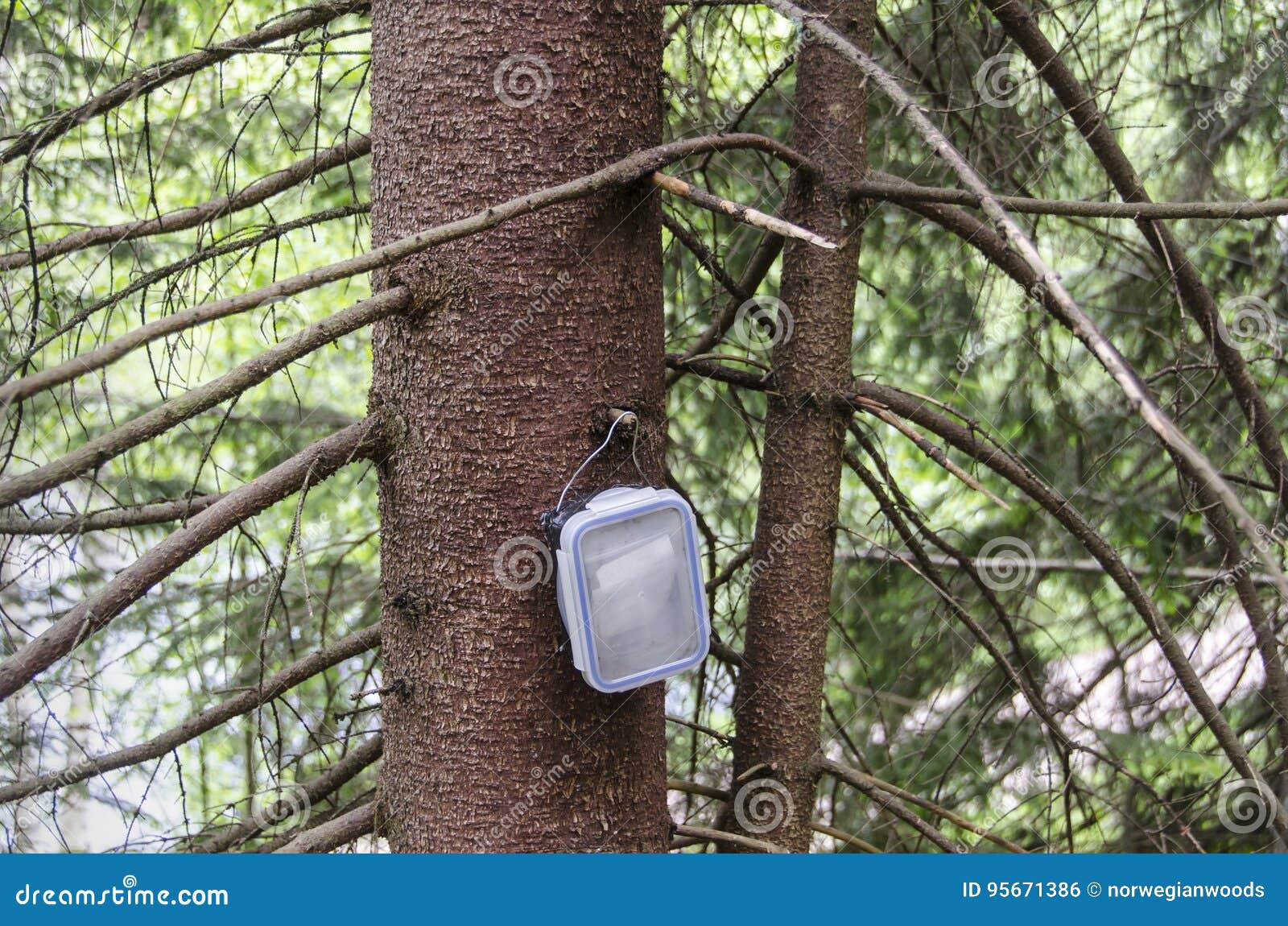 Geocache Container Hanging on Spruce Tree Stock Photo - Image of hiking ...