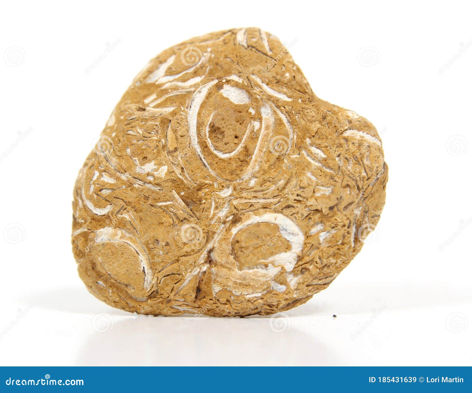Rock with Fossils on White Background Stock Image - Image of natural ...