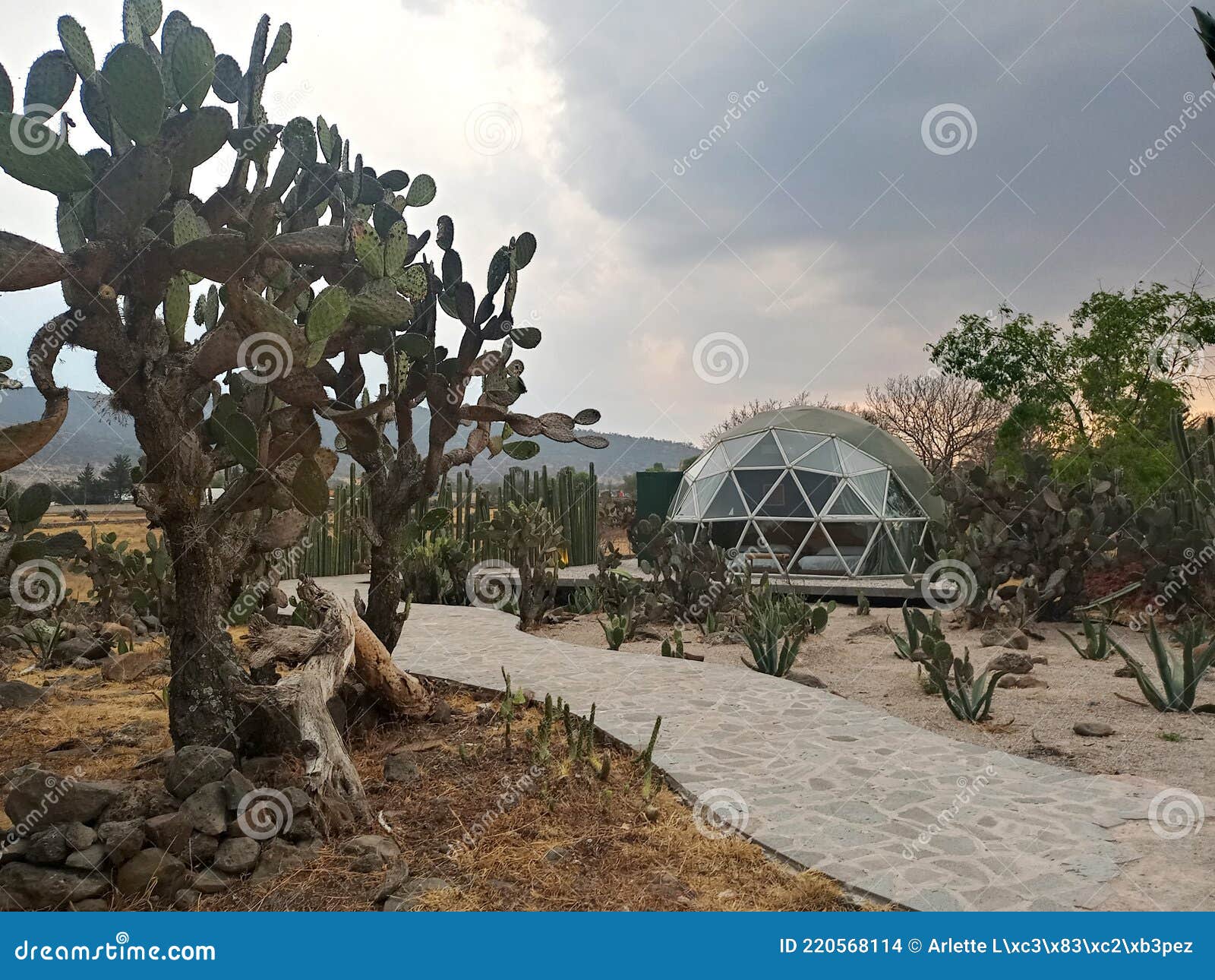 Geodesic Dome Tent for Glamping in the Middle of the Cactus Forest in ...