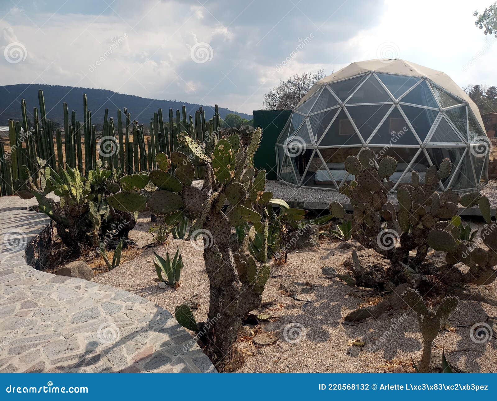 Geodesic Dome Tent for Glamping in the Middle of the Cactus Forest in ...