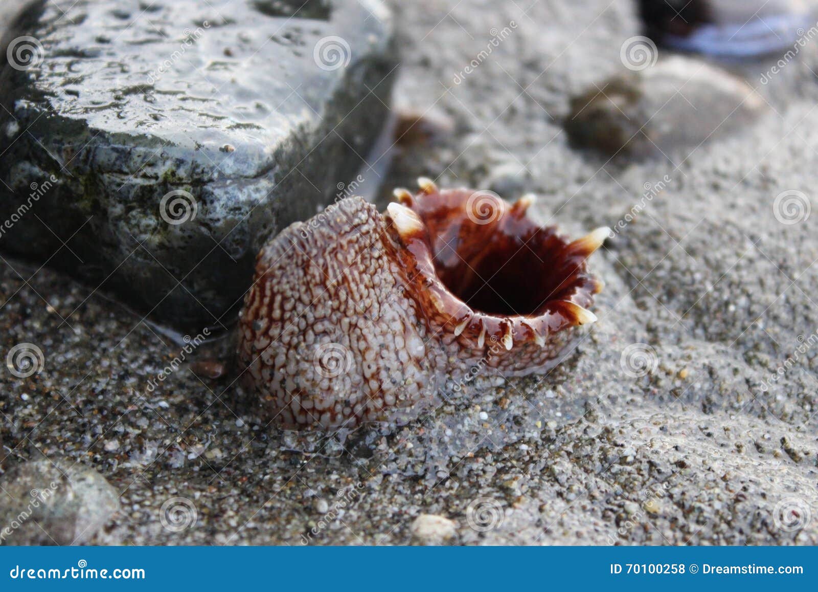 Geoduck Clams In Fish Market In Guangzhou City Royalty-Free Stock Image ...
