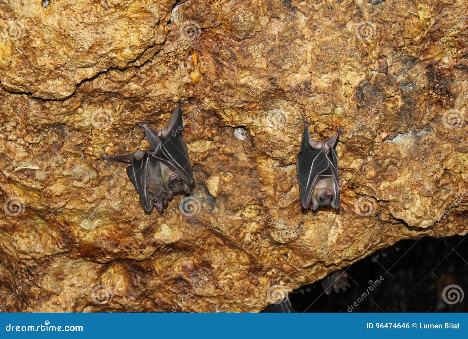 Geoffroy rousettus bat stock photo. Image of geoffroy - 96474646