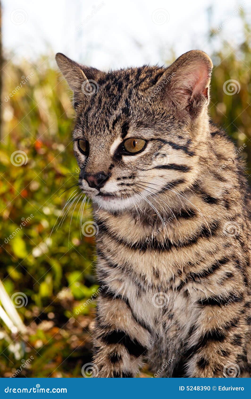 Geoffroy s Cat closeup stock photo. Image of geoffroyi - 5248390