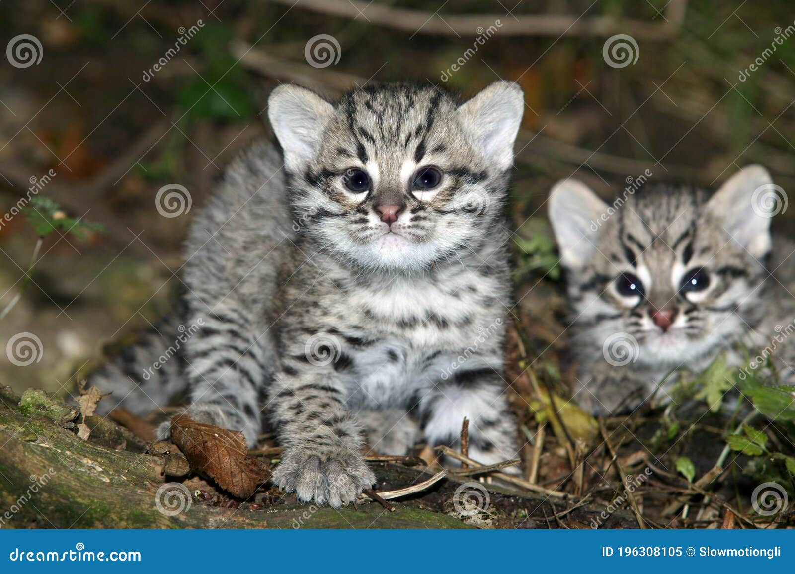 Geoffroy`s Cat, Oncifelis Geoffroyi, Kittens Stock Image - Image of ...