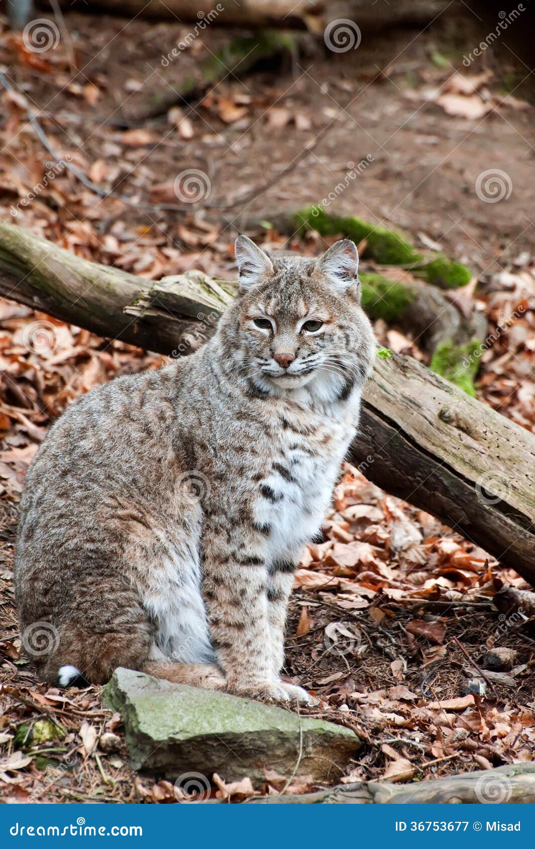 Geoffroy s Cat stock image. Image of leopardus, hunter - 36753677