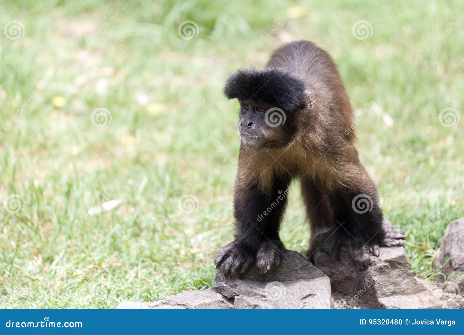 Geoffroy-` s Klammeraffe stockfoto. Bild von nett, gras - 95320480