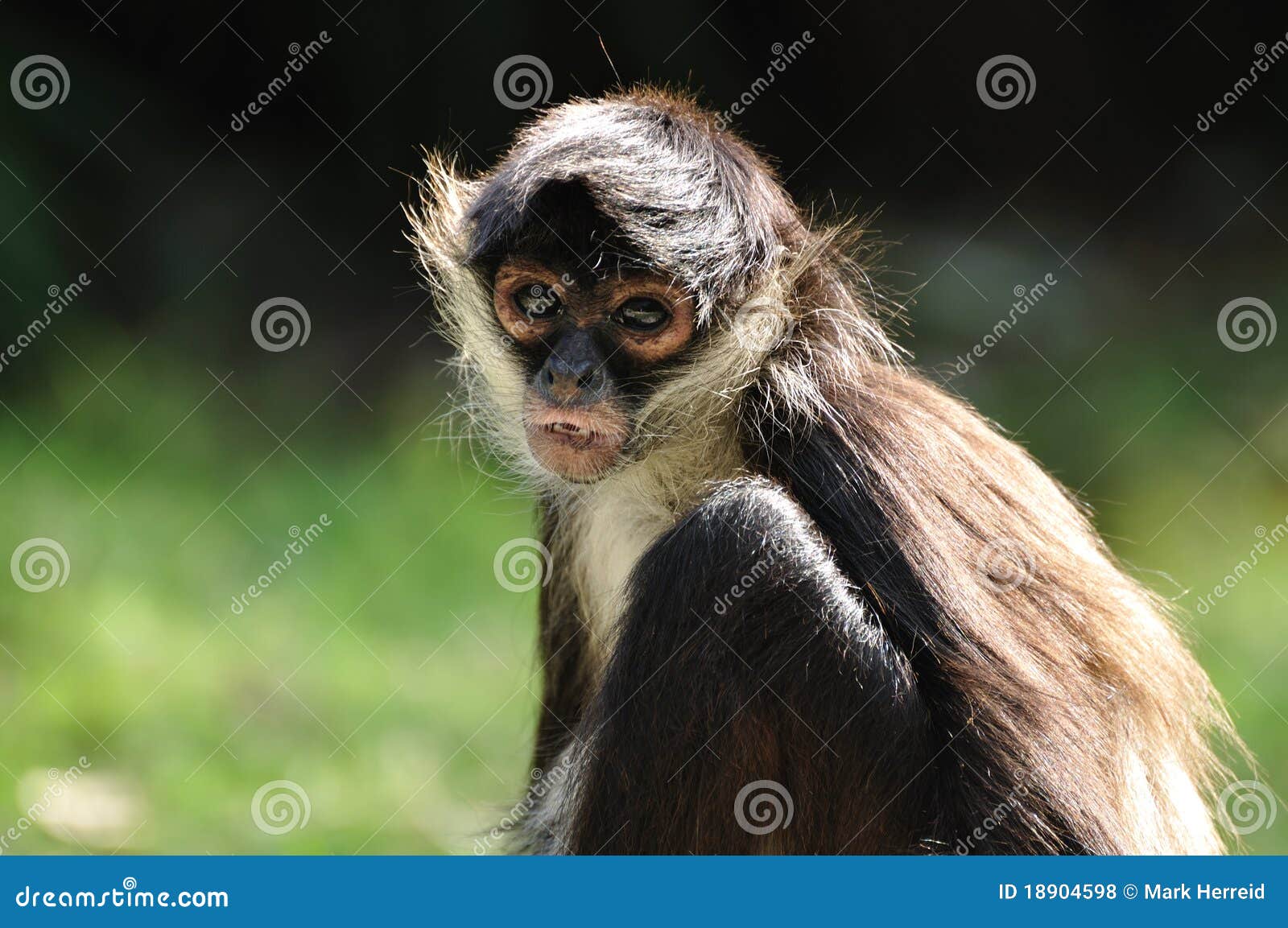 Sad Spider Monkey In Cage In Costa Rica Royalty-Free Stock Photography ...