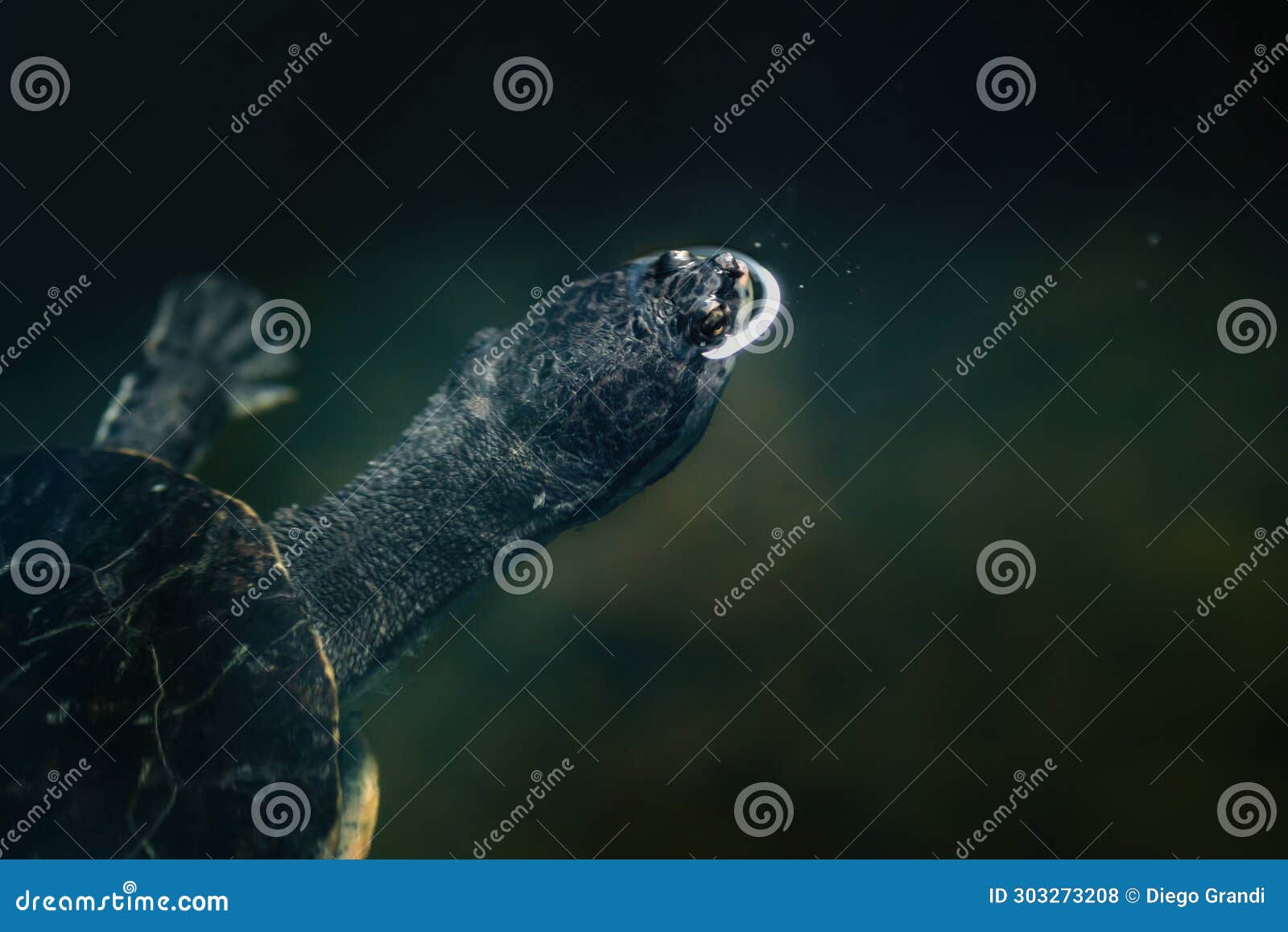 Geoffroys Toadhead Turtle Swimming Stock Photo - Image of shell ...