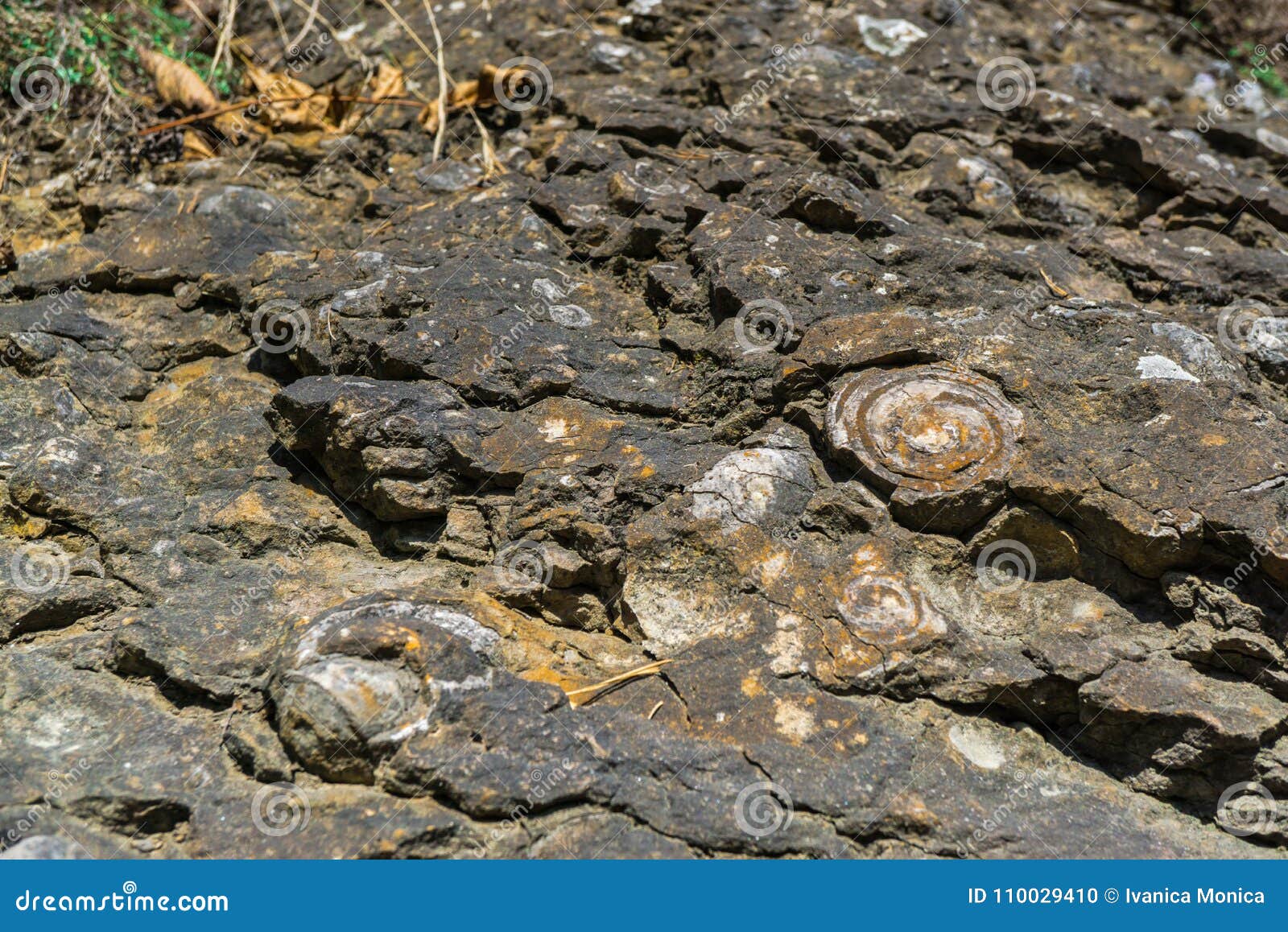 Geologic Rocks Texture with Snail Shell Stock Photo - Image of beauty ...