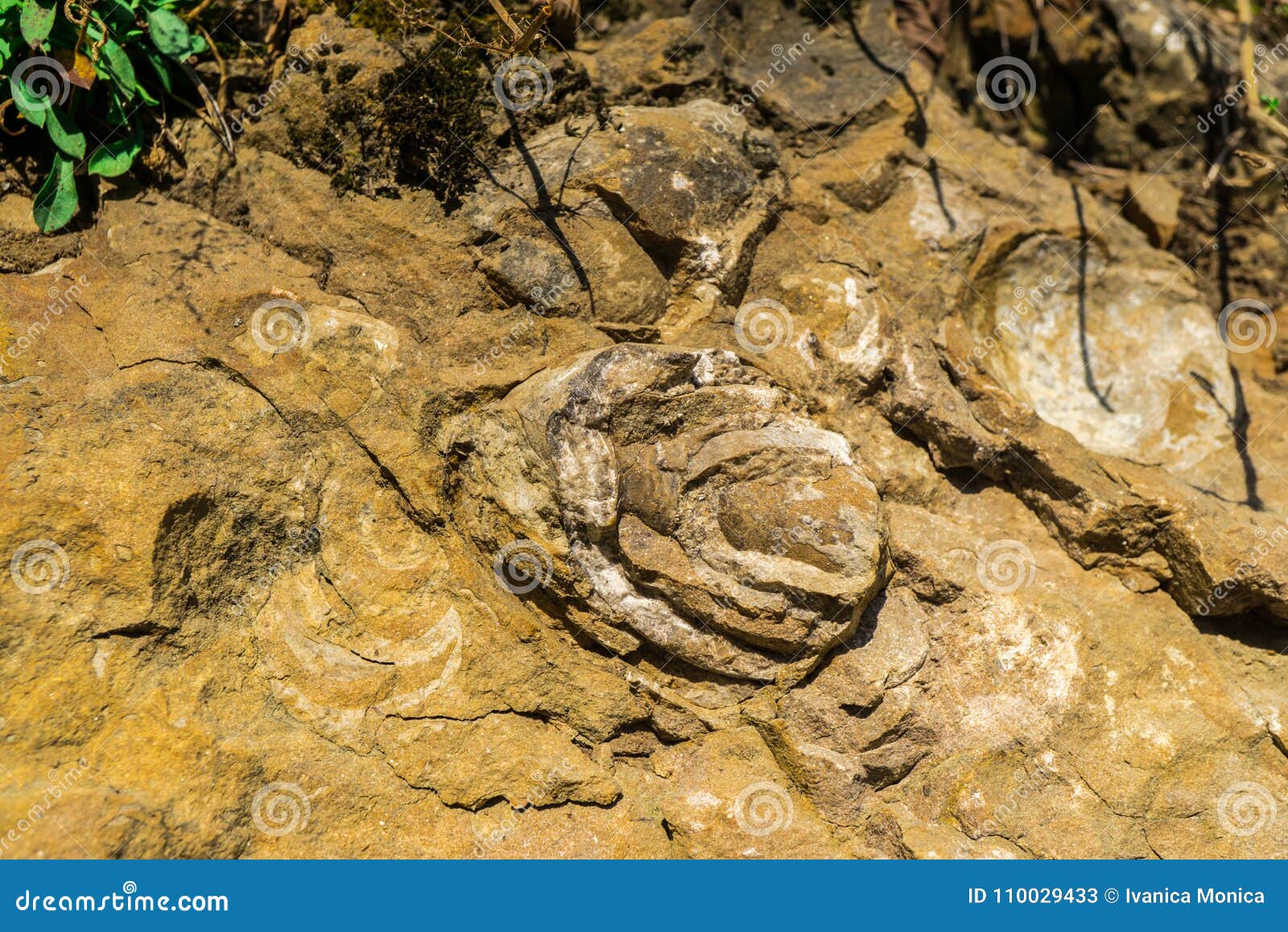 Geologic Rocks Texture with Snail Shell Stock Image - Image of geometry ...