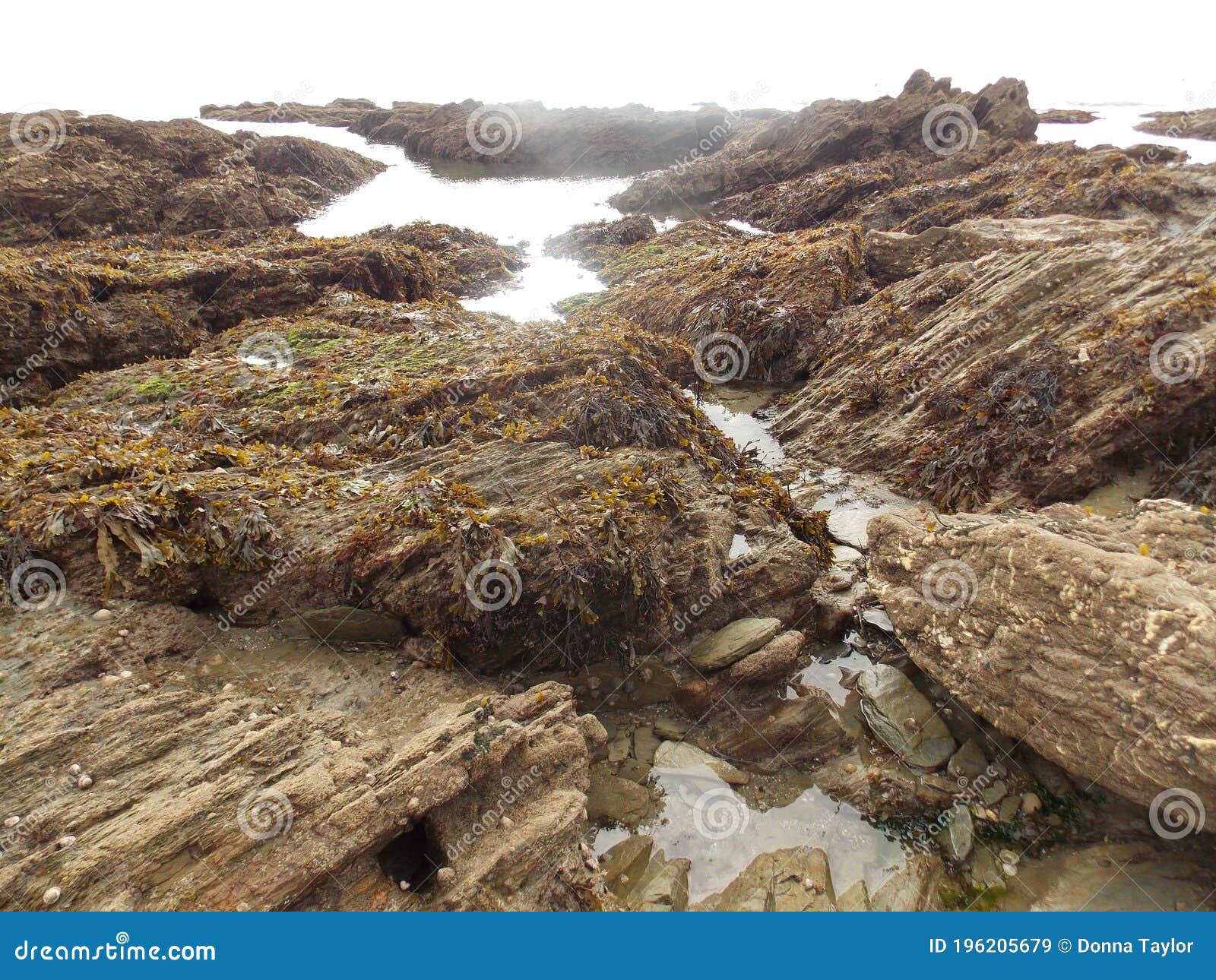 Rock Pools or Tidal Poosl at Low Tide Stock Image - Image of shells ... Rock Pools or Tidal Poosl at Low Tide Stock Image - Image of shells ...