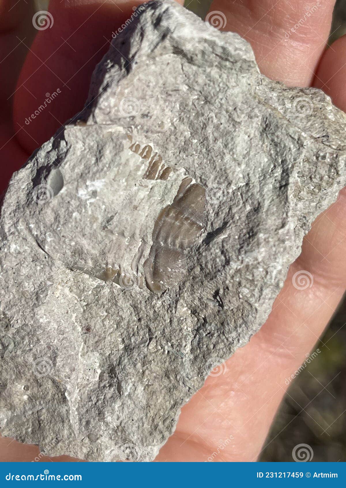 Geologist`s Hand Holding Fossil in Limestone Stock Image - Image of ... Geologist`s Hand Holding Fossil in Limestone Stock Image - Image of ...