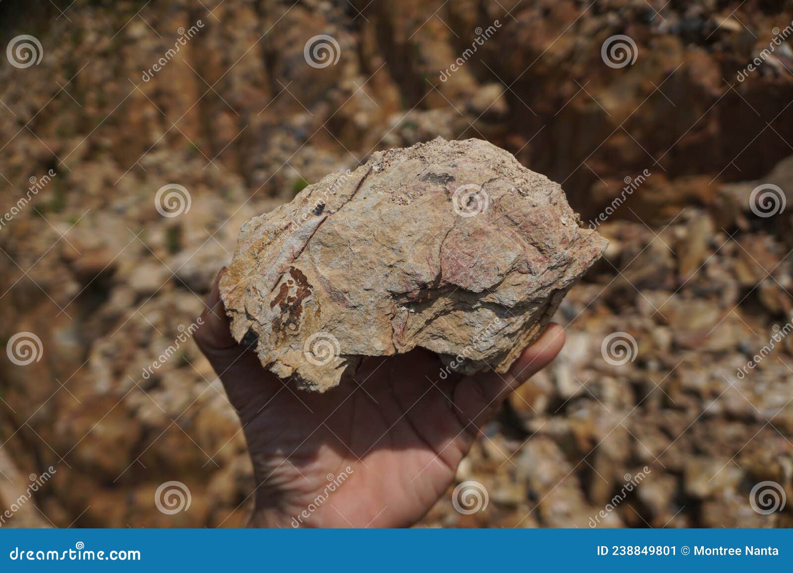 Raw Specimen of Shale Sedimentary Rock in Hand. Stock Image - Image of ...