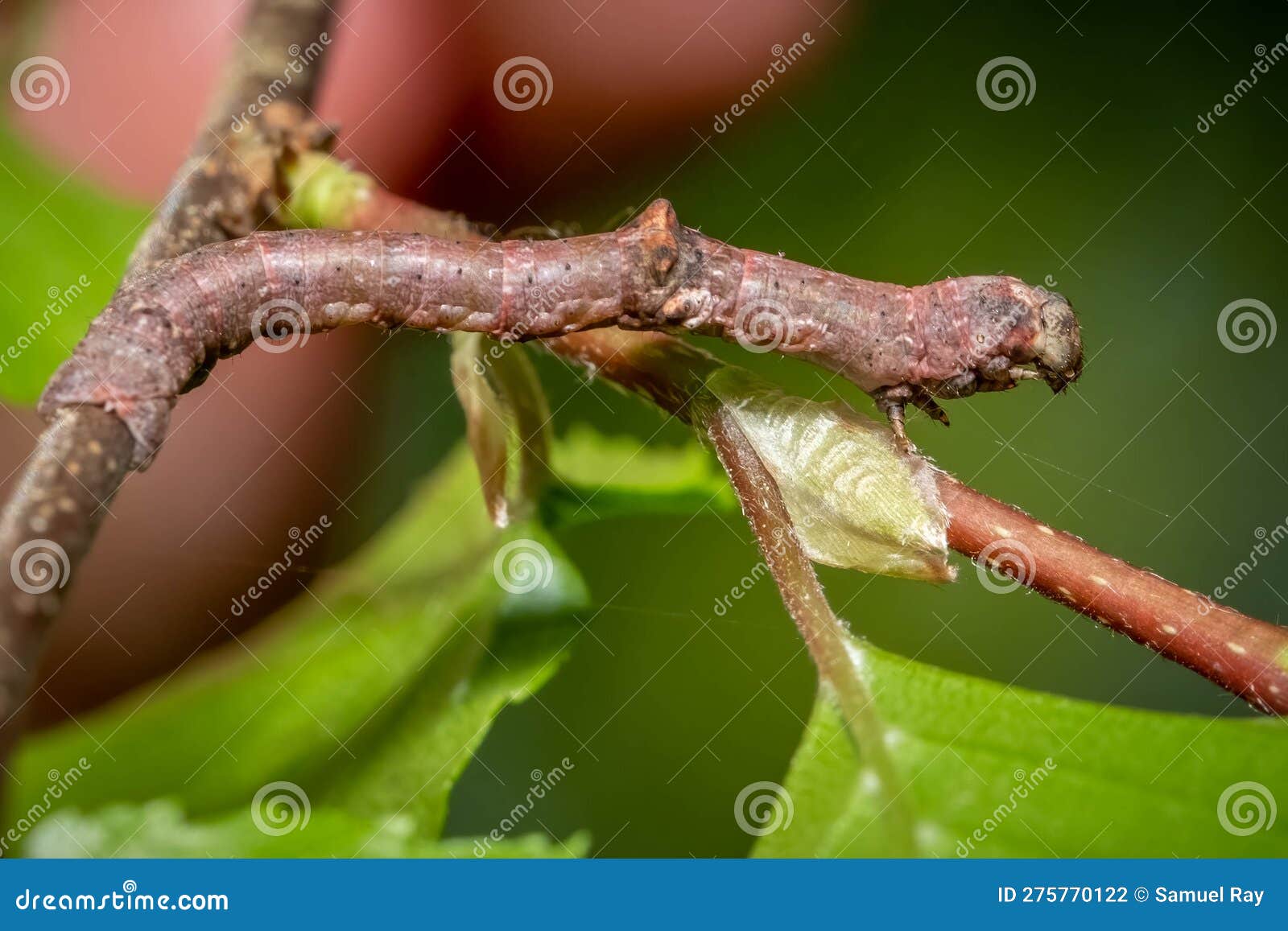 A Geometer Moth Caterpillar Blends in As it Takes a Right Turn. Stock ...