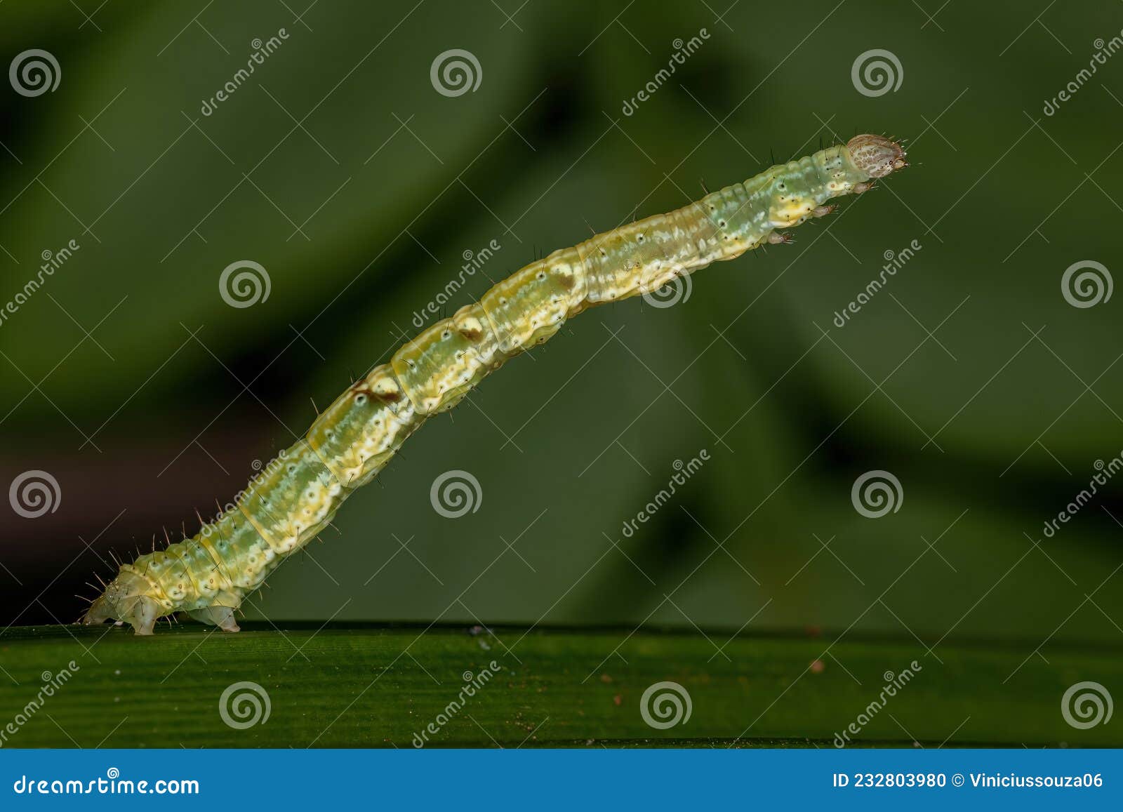 Geometer Moth Caterpillar stock photo. Image of macro - 232803980