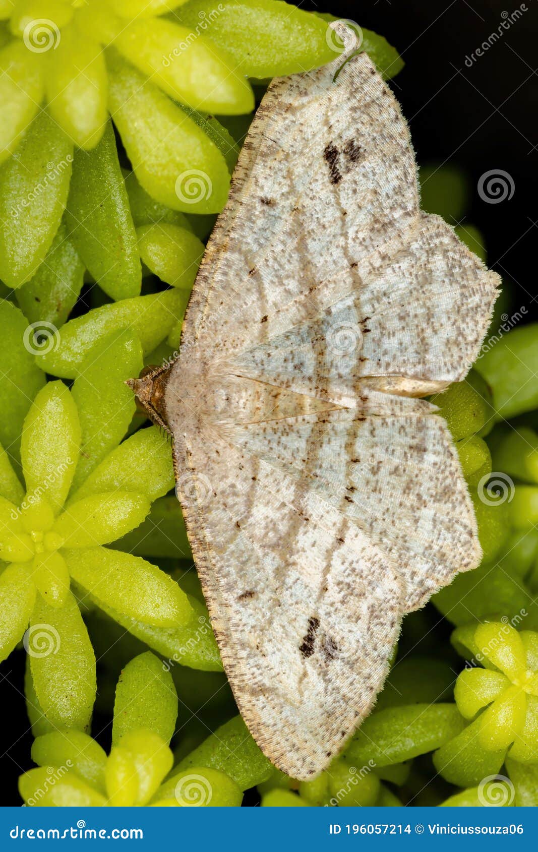 Geometer Moth stock photo. Image of color, european - 196057214