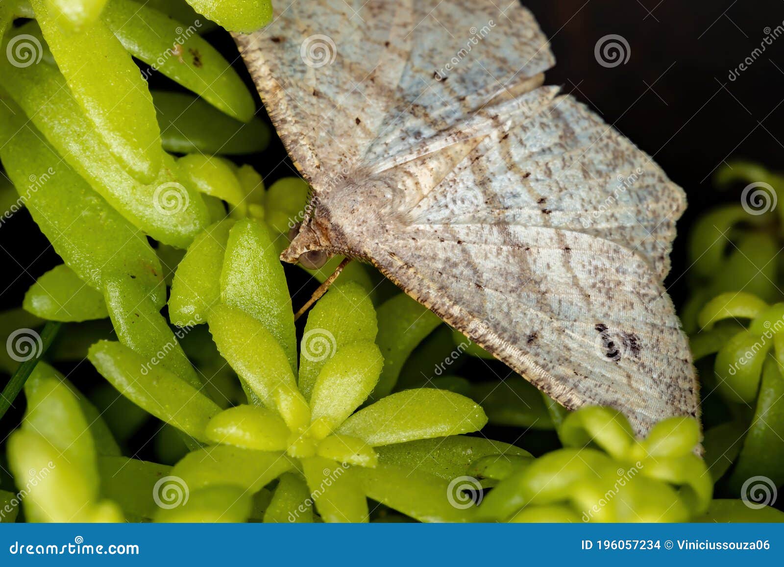 Geometer Moth stock photo. Image of color, insect, creature - 196057234