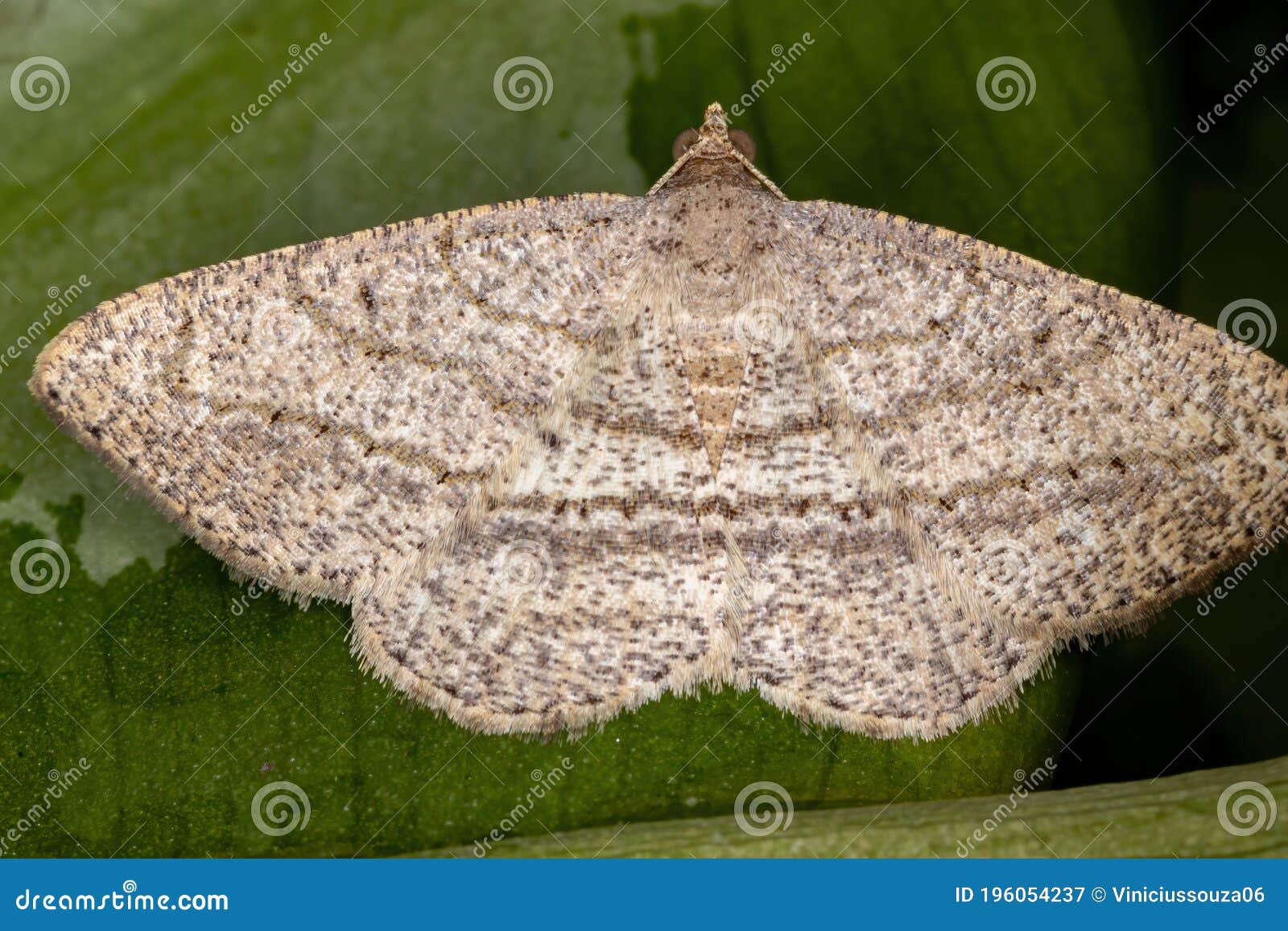 Geometer Moth stock image. Image of family, butterfly - 196054237