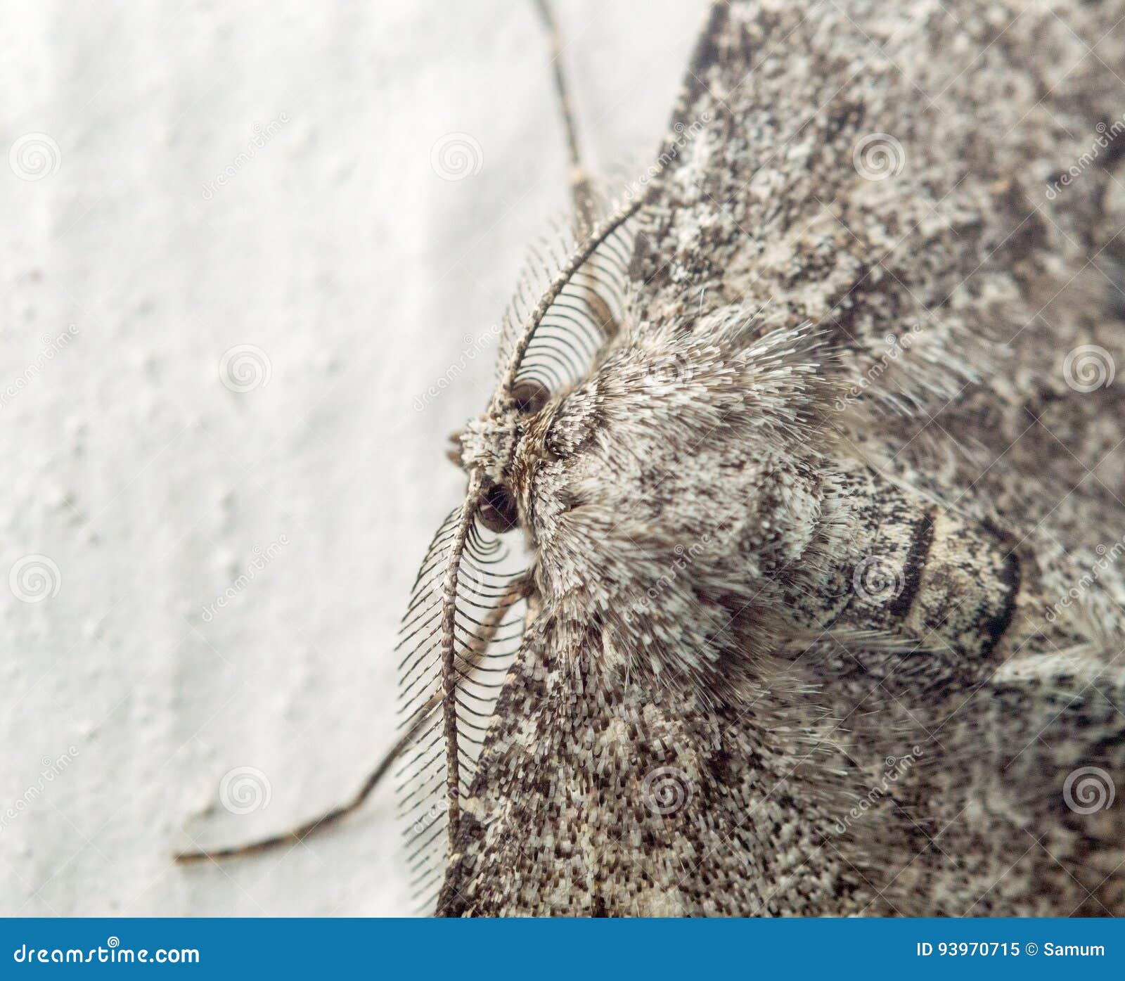 Geometer Moth Isolated on White Stock Image - Image of white, animal ...