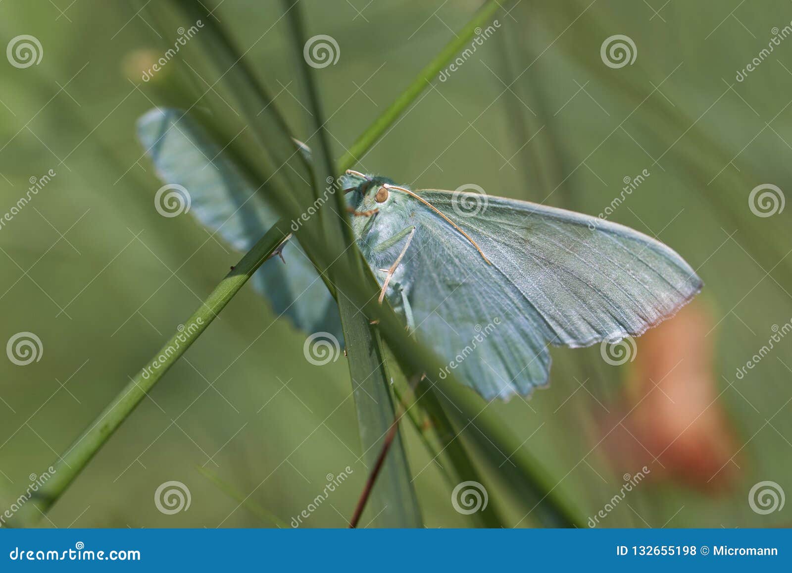 Geometer moth - side view stock photo. Image of blade - 132655198