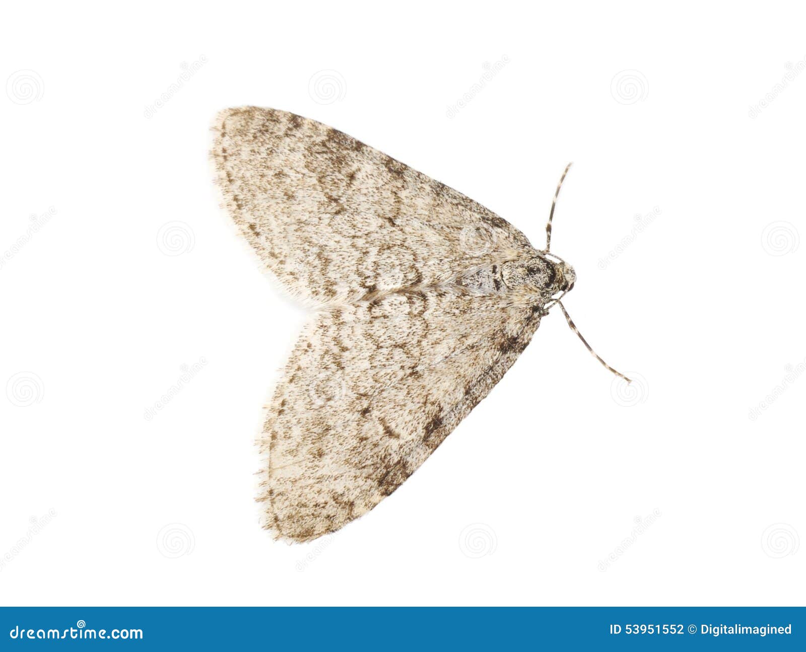 Geometer moth stock photo. Image of trichopteryx, wing - 53951552