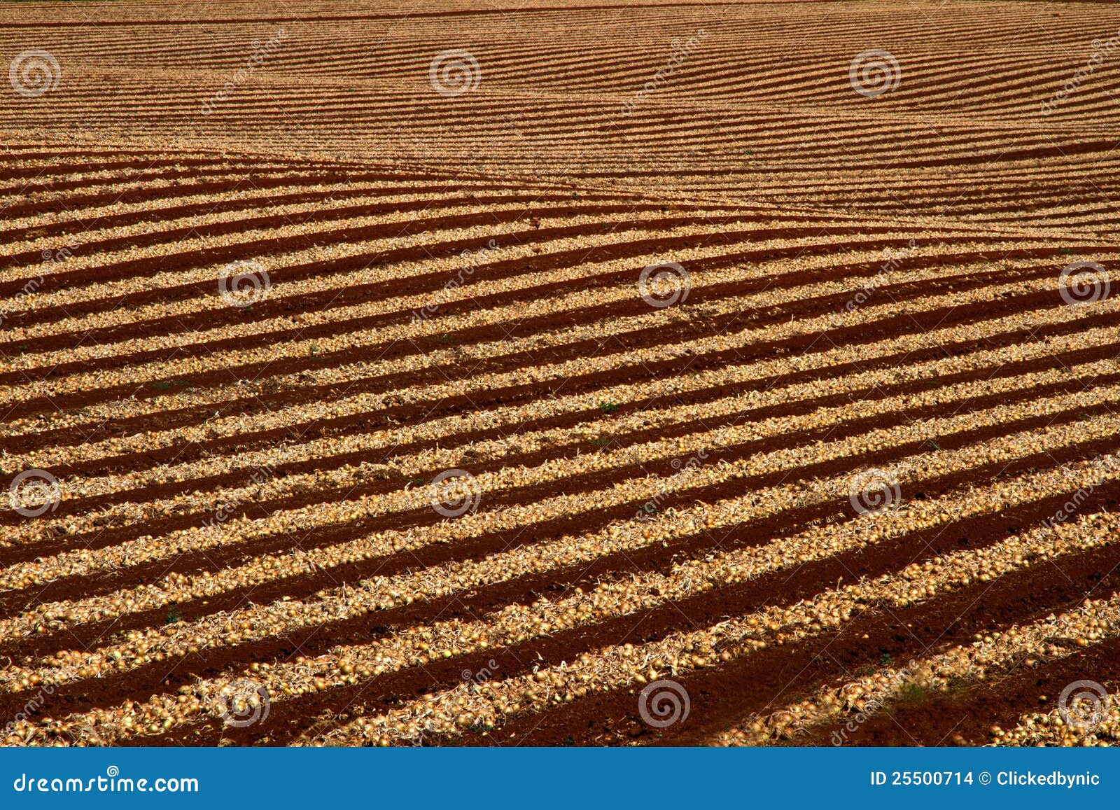 13,699 Crop Lines Stock Photos - Free & Royalty-Free Stock Photos from ...