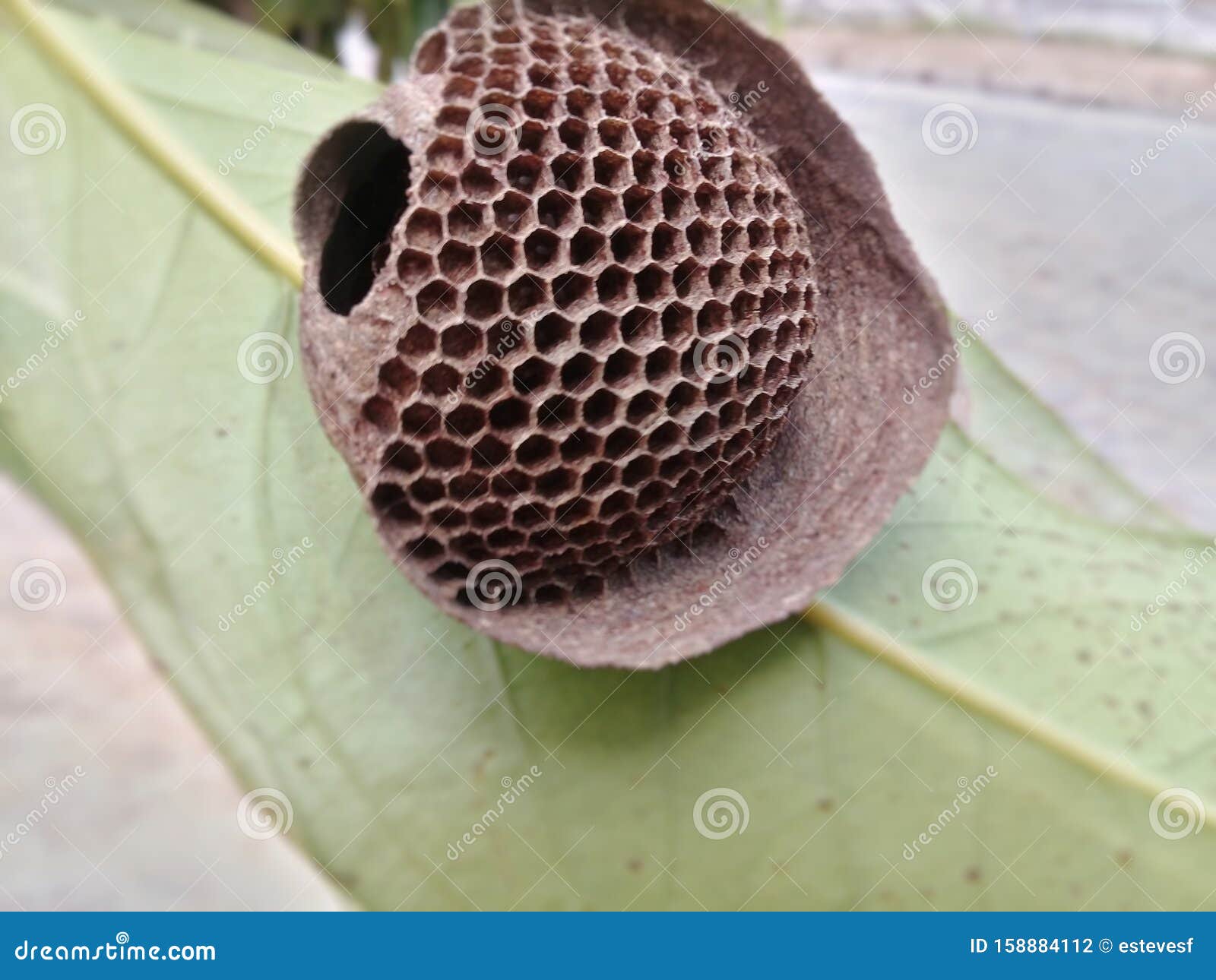 Geometric and Empty Hive on a Green Leaf Stock Photo - Image of dead ...