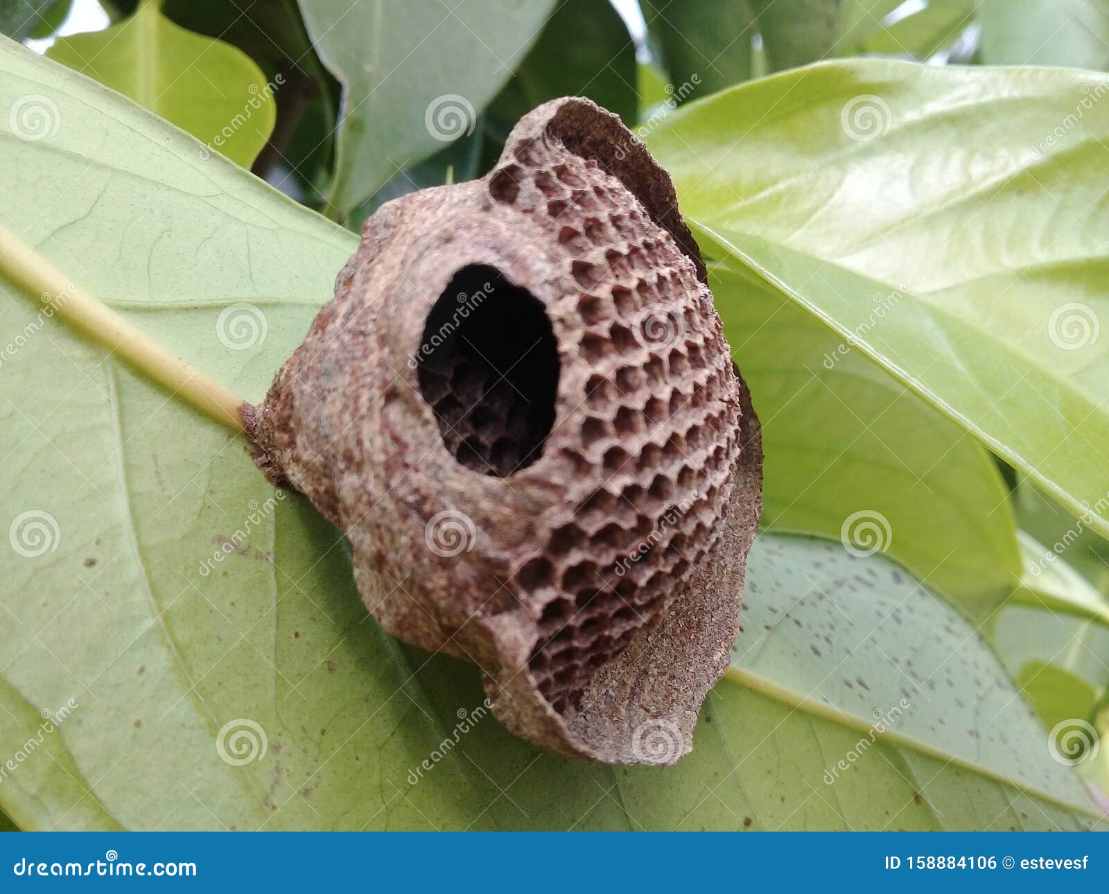 Geometric and Empty Hive on a Green Leaf Stock Photo - Image of hornets ...