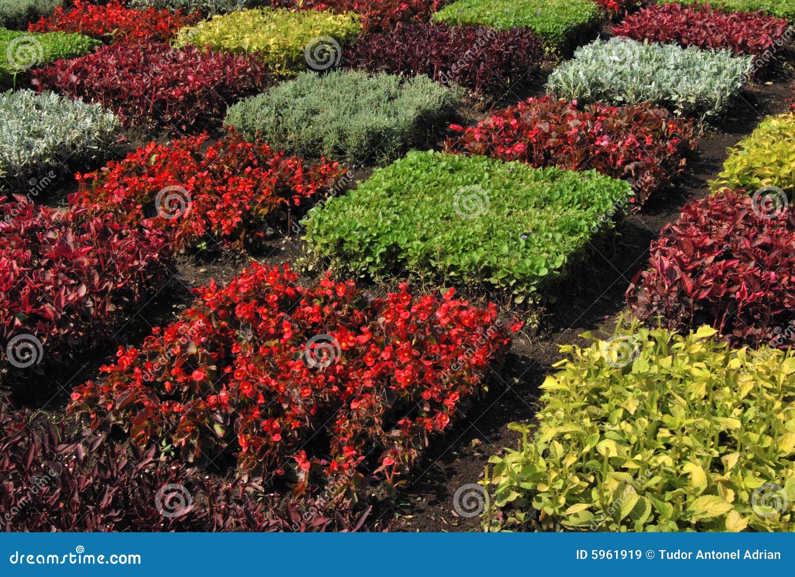 Geometric Garden stock image. Image of green, pathway - 5961919