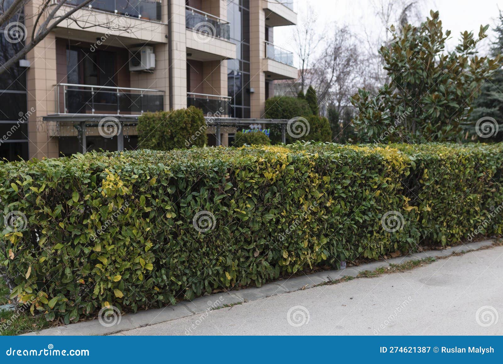 Geometric Landscaping Shrub, Chewing Hedge Stock Image - Image of ...