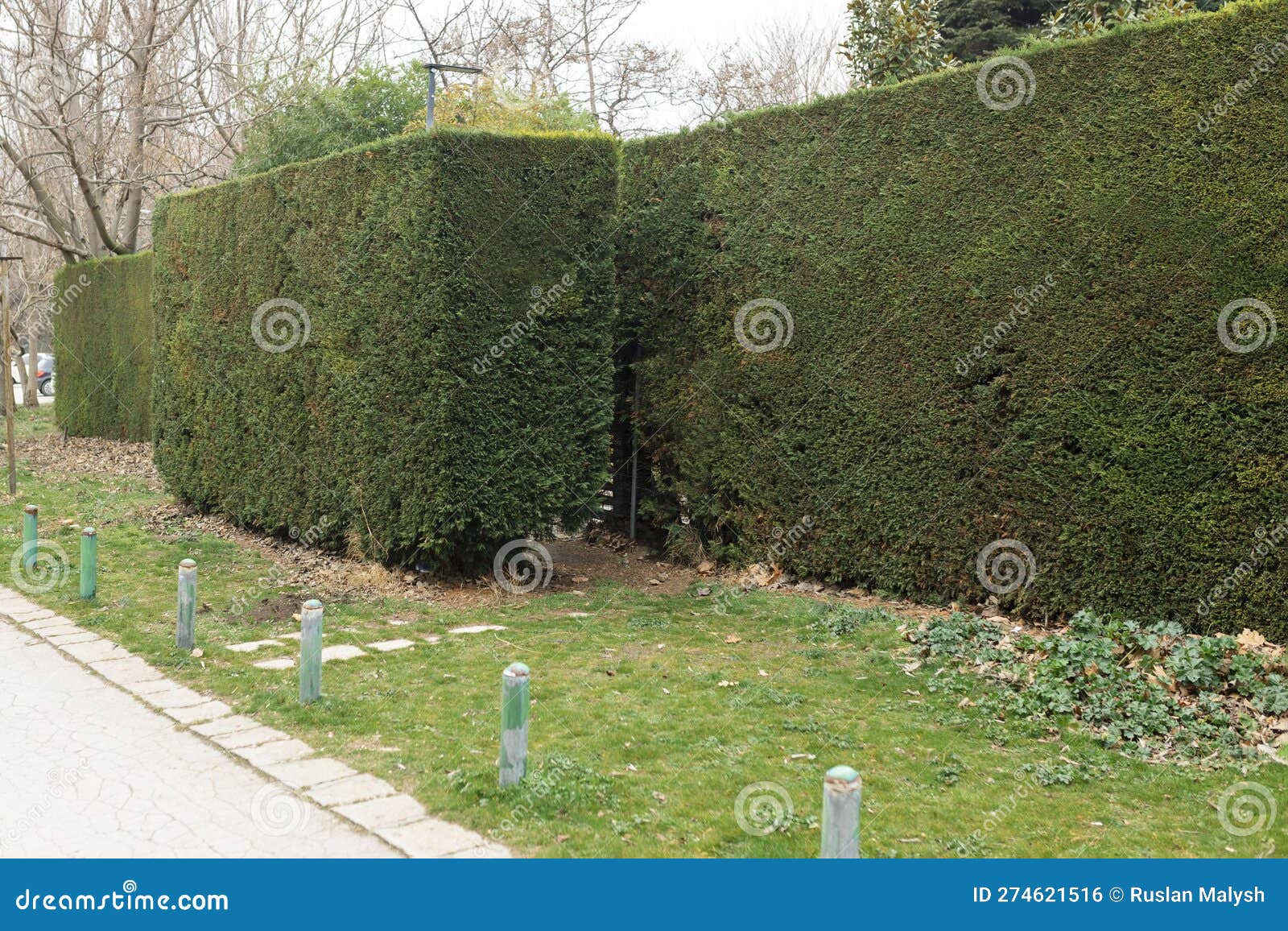 Geometric Landscaping Shrub, Chewing Hedge Stock Photo - Image of ...