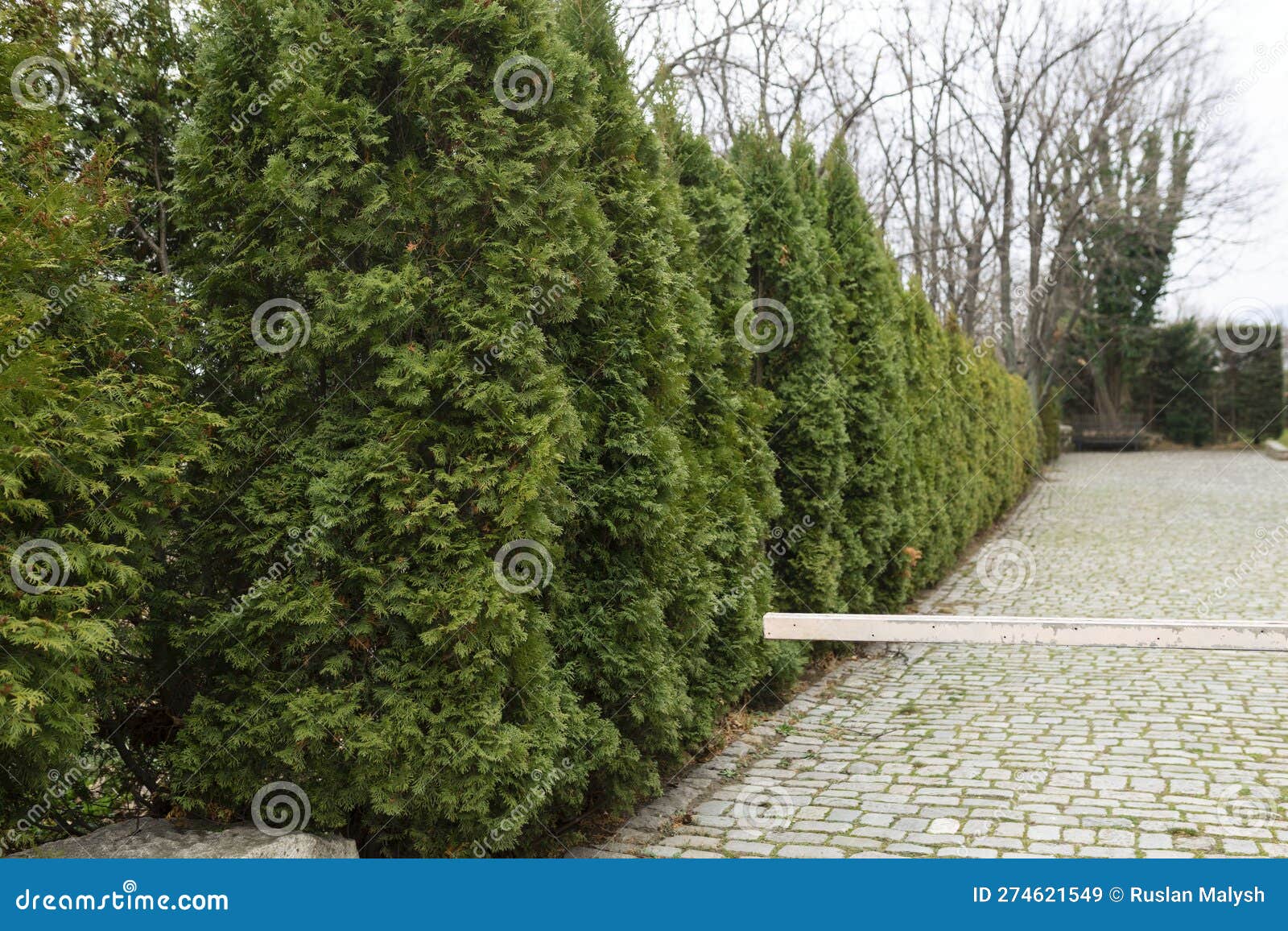 Geometric Landscaping Shrub, Chewing Hedge Stock Image - Image of ...