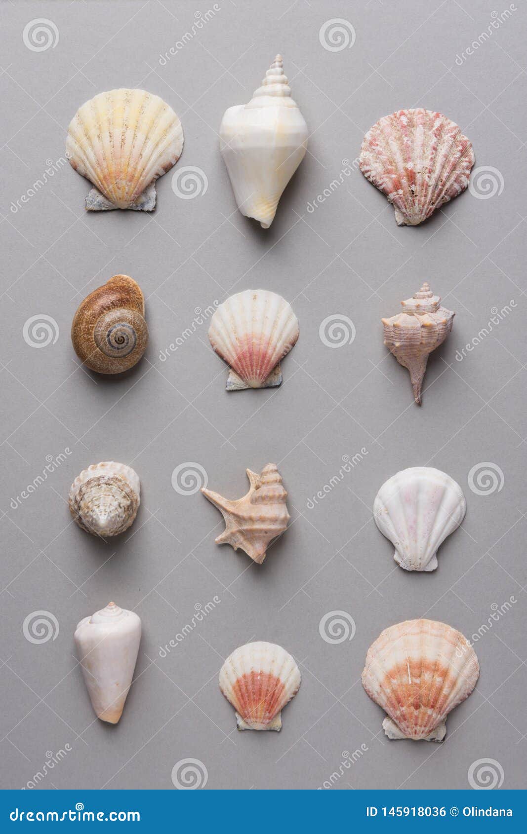 Six Shells Of Different Sizes On A Black Background. There Is Free ...