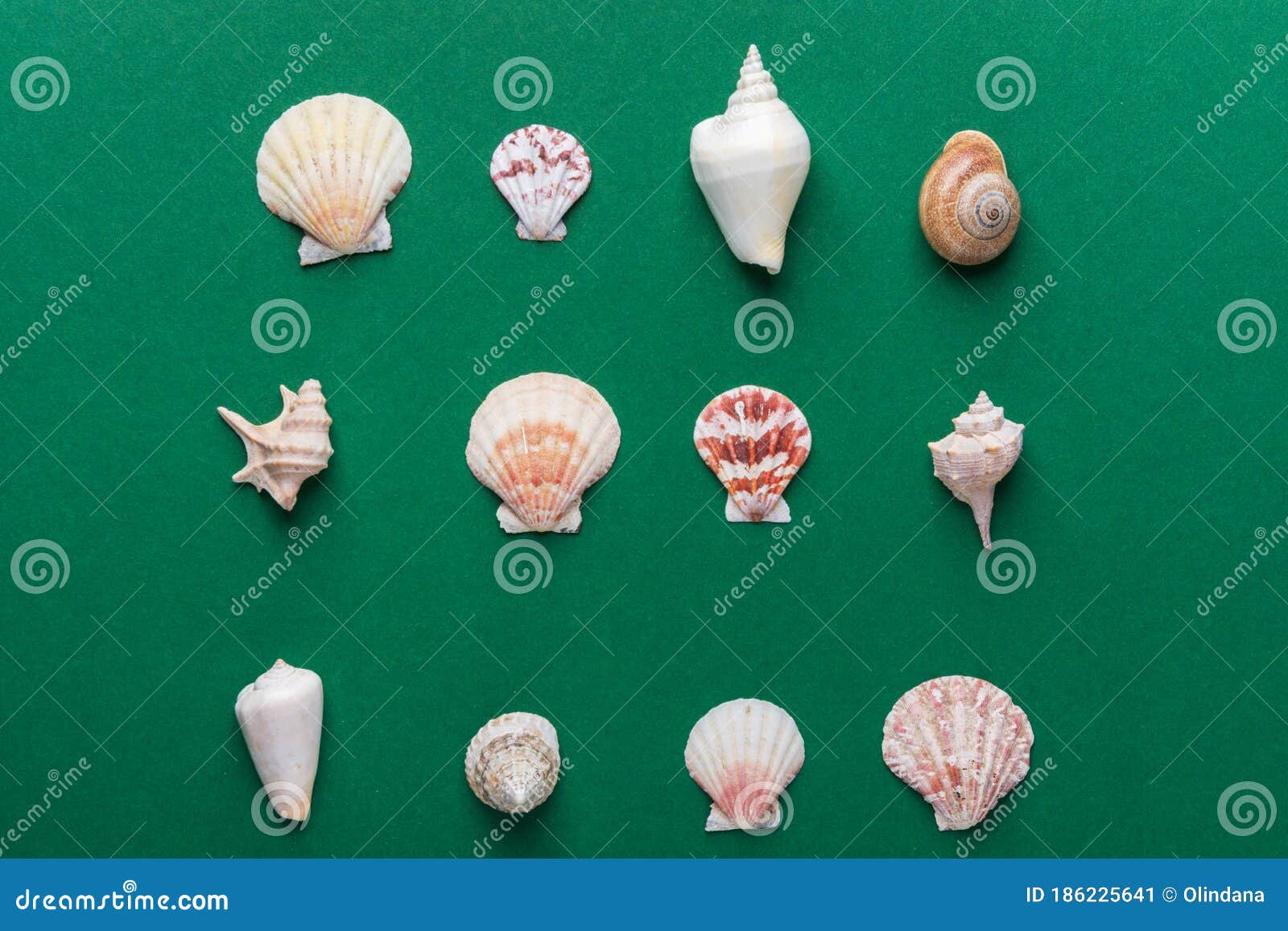 Six Shells Of Different Sizes On A Black Background. There Is Free ...